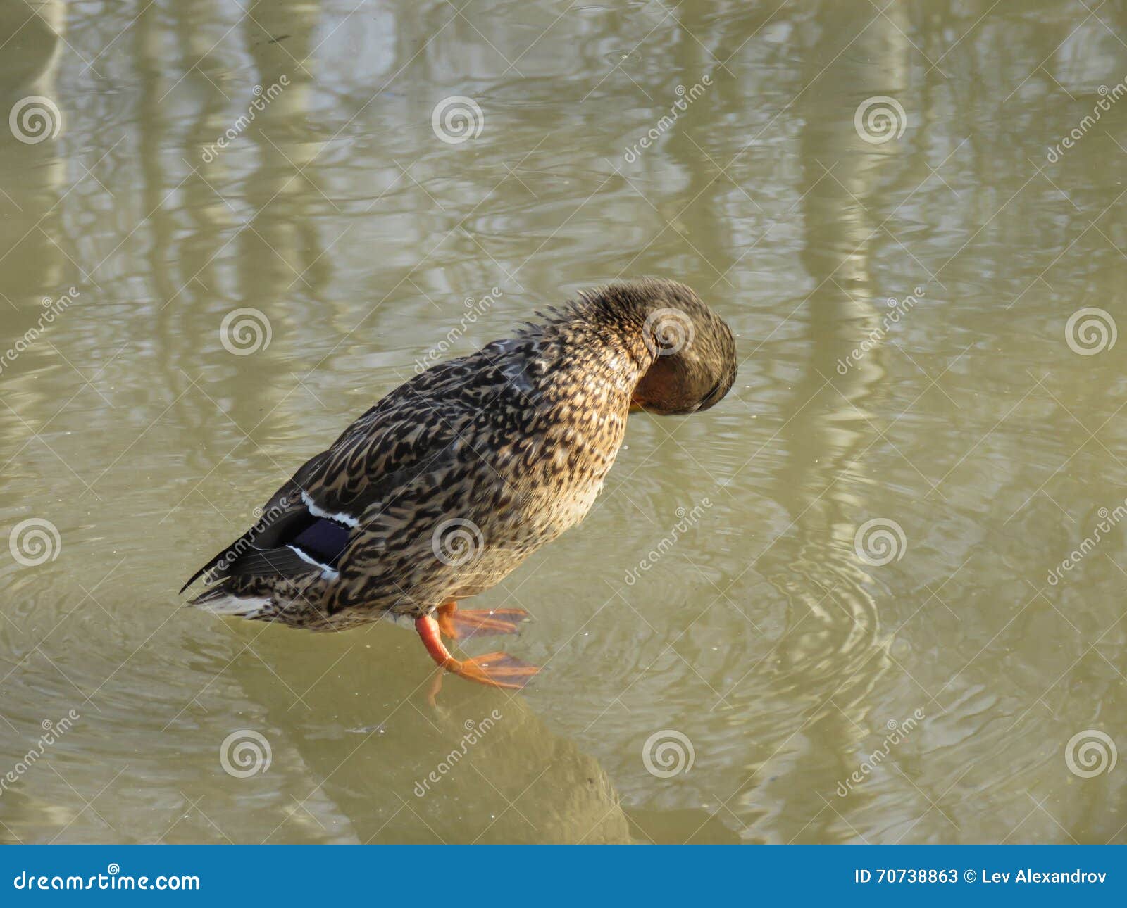 Duck sleeps standing up stock image. Image of sleeping - 70738863