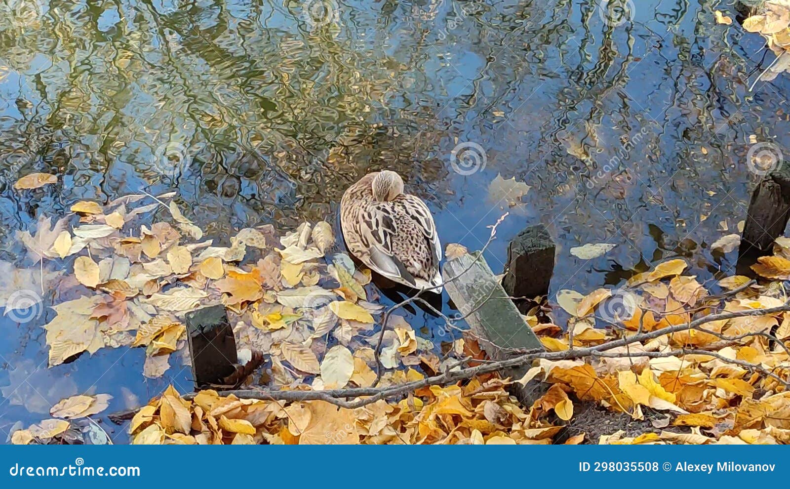Duck Sleeps on the Water in a Pond, Put His Head Under His Wing Stock ... Duck Sleeps on the Water in a Pond, Put His Head Under His Wing Stock ...