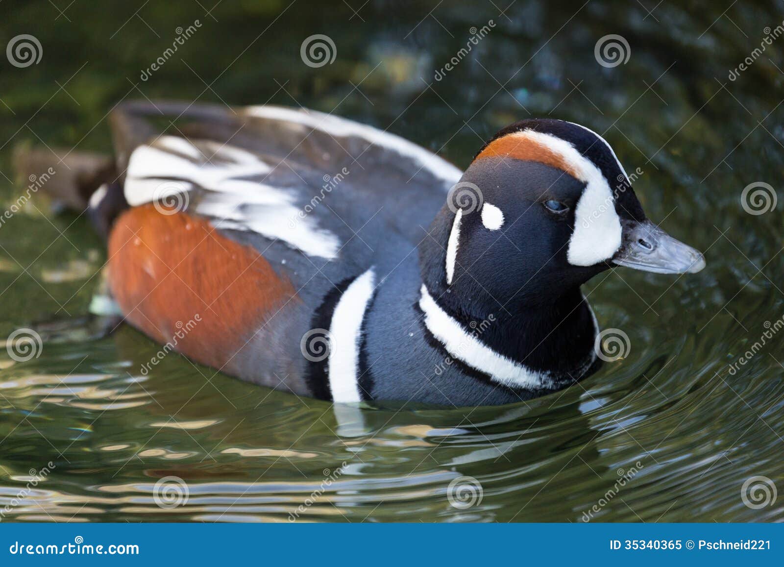 Colorful duck stock image. Image of surface, profile - 35340365