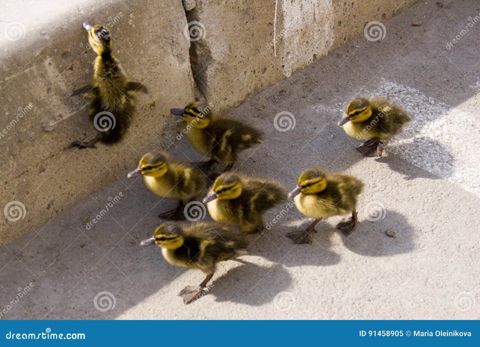 Duck with Small Ducklings on the Street Stock Image - Image of farm ...