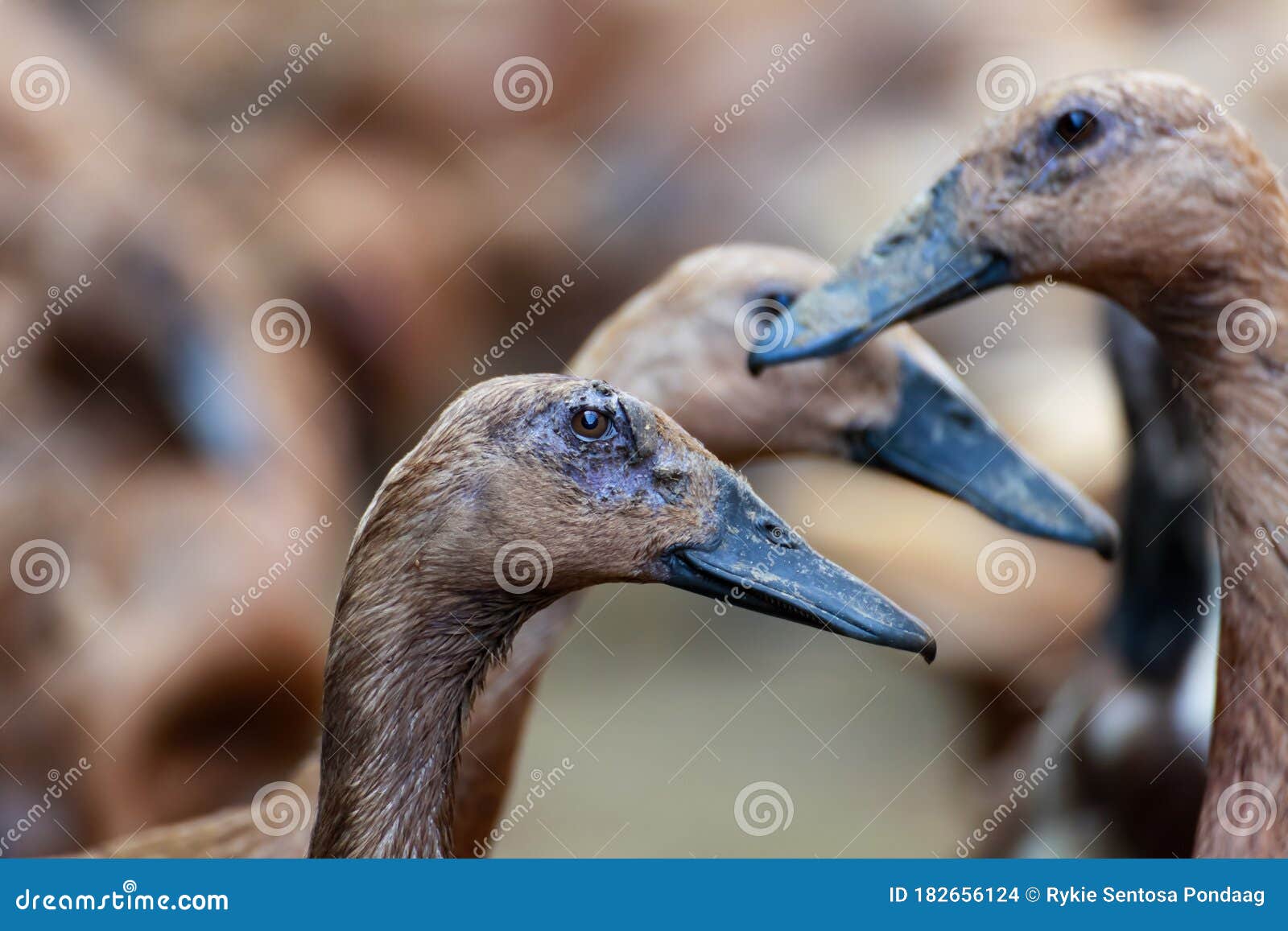 Duck smiling in action stock photo. Image of mallard - 182656124