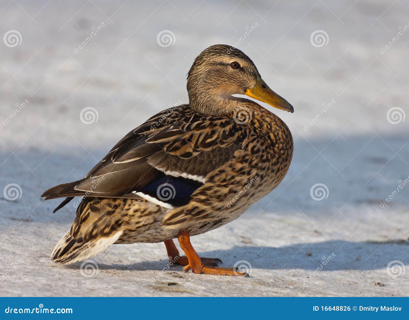 Duck on snow stock photo. Image of beauty, beak, outdoors - 16648826