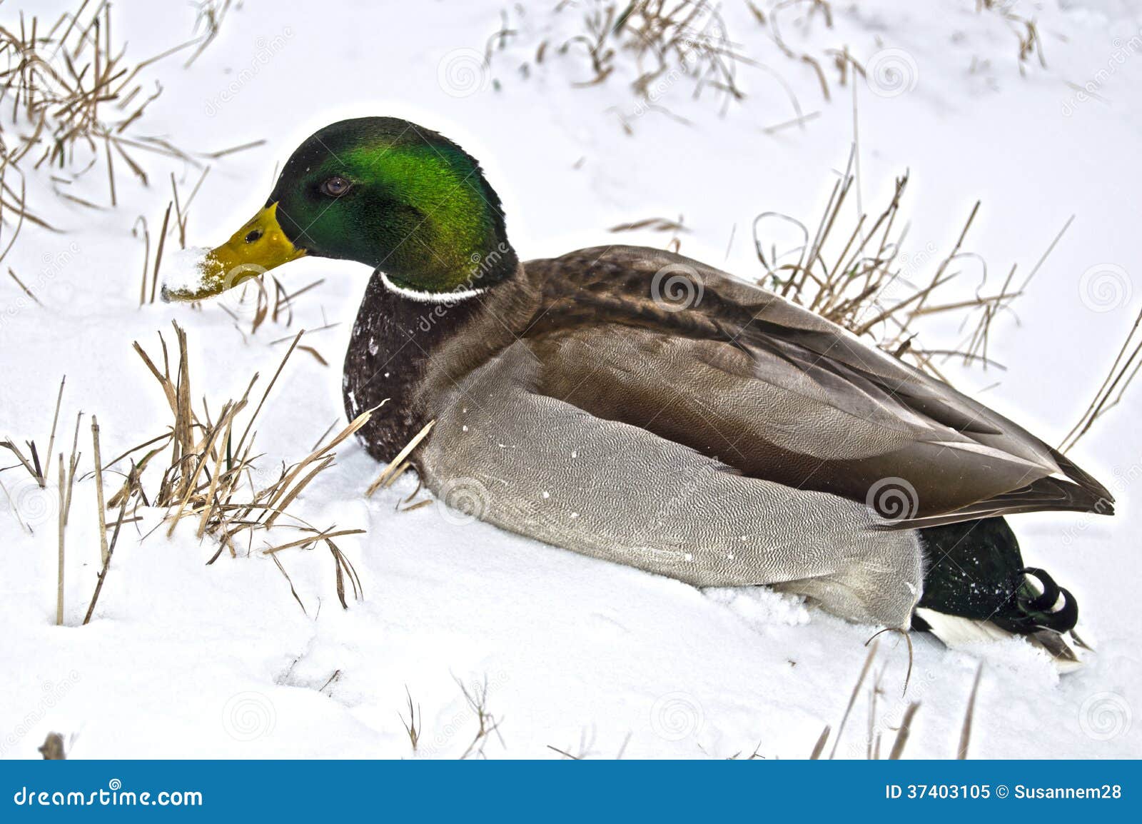 Duck in the Snow stock image. Image of denmark, snow - 37403105