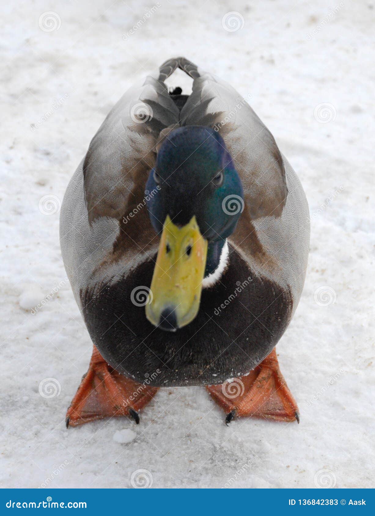 Duck in snow stock image. Image of wildlife, webbed - 136842383