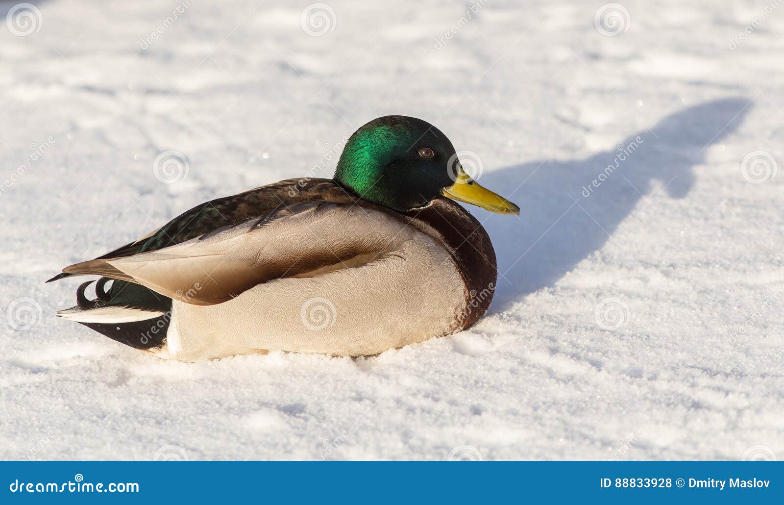 Duck on snow closeup stock photo. Image of male, birds - 88833928