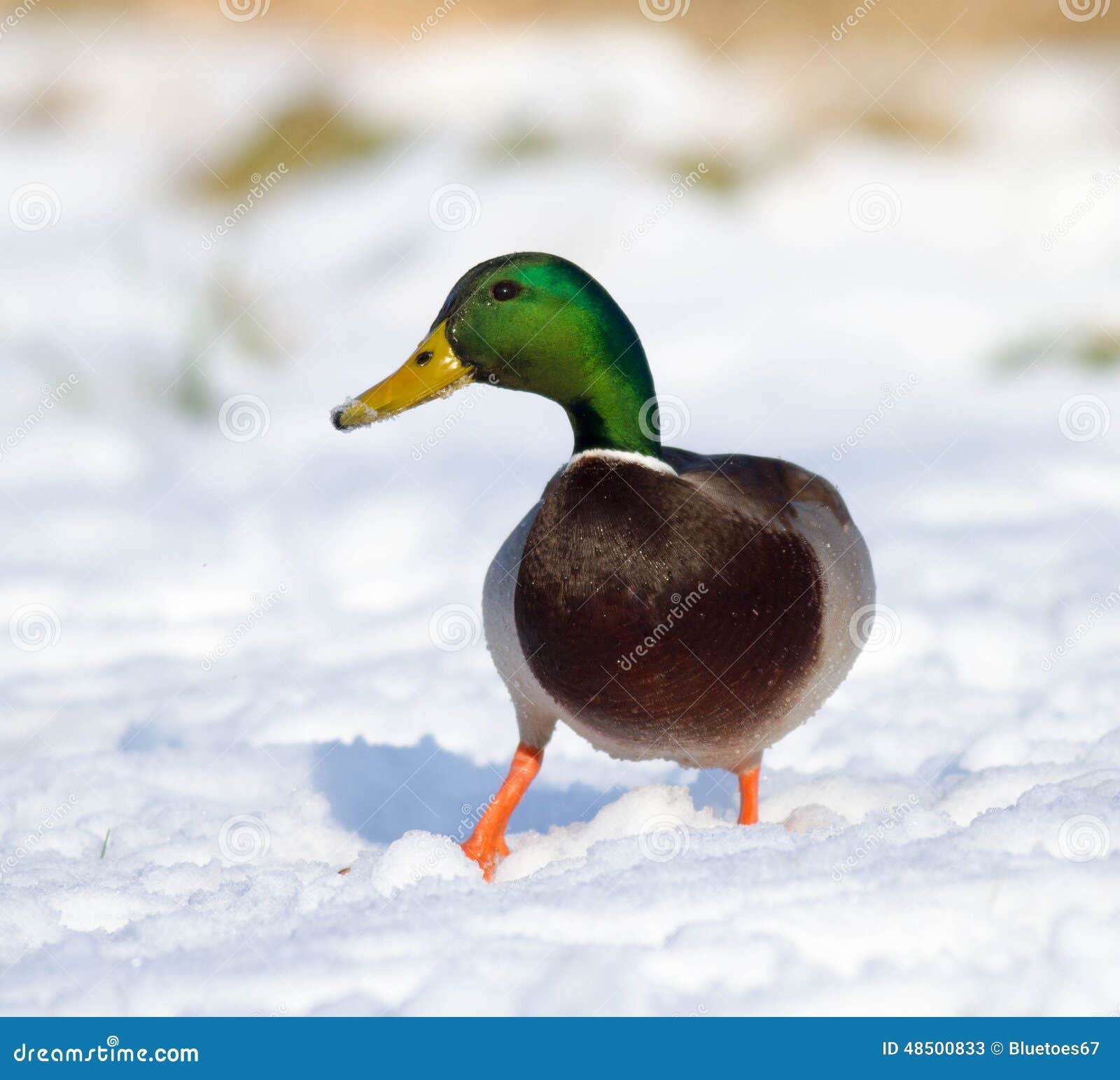 Duck in the snow stock image. Image of glass, frost, application - 48500833