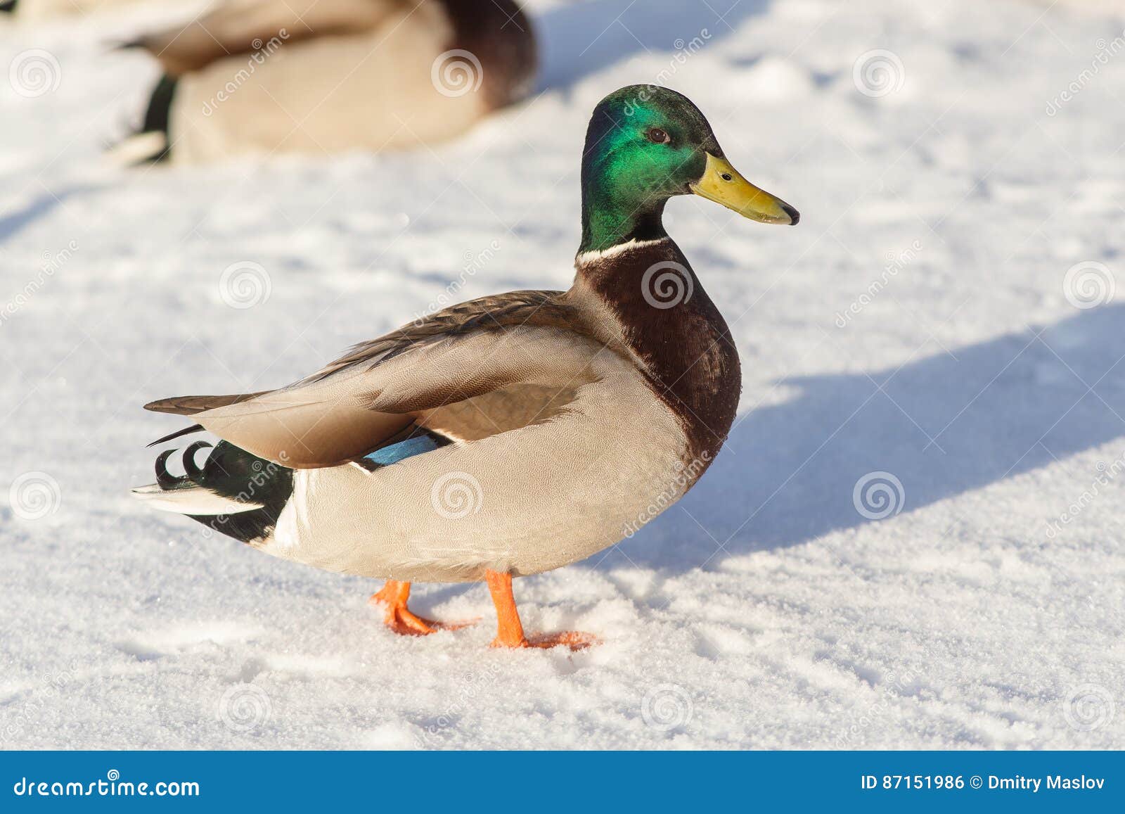 Duck on snow stock photo. Image of beauty, white, duck - 87151986
