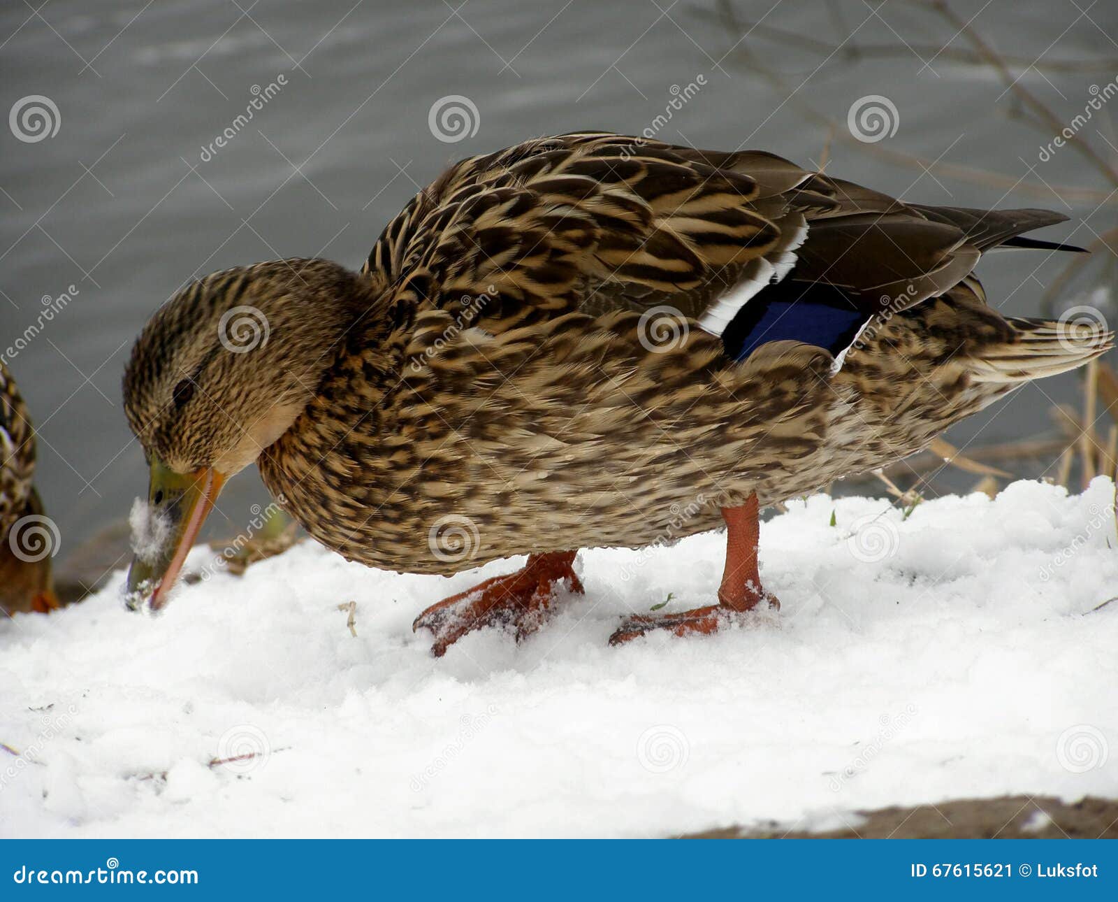 Duck in snow stock image. Image of winter, walking, snow - 67615621
