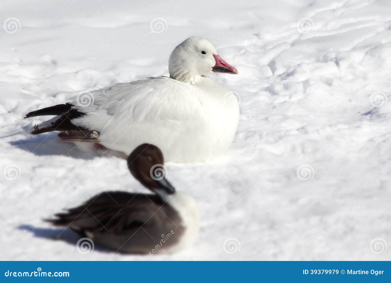 Duck in snow. stock image. Image of goose, frost, habitat - 39379979