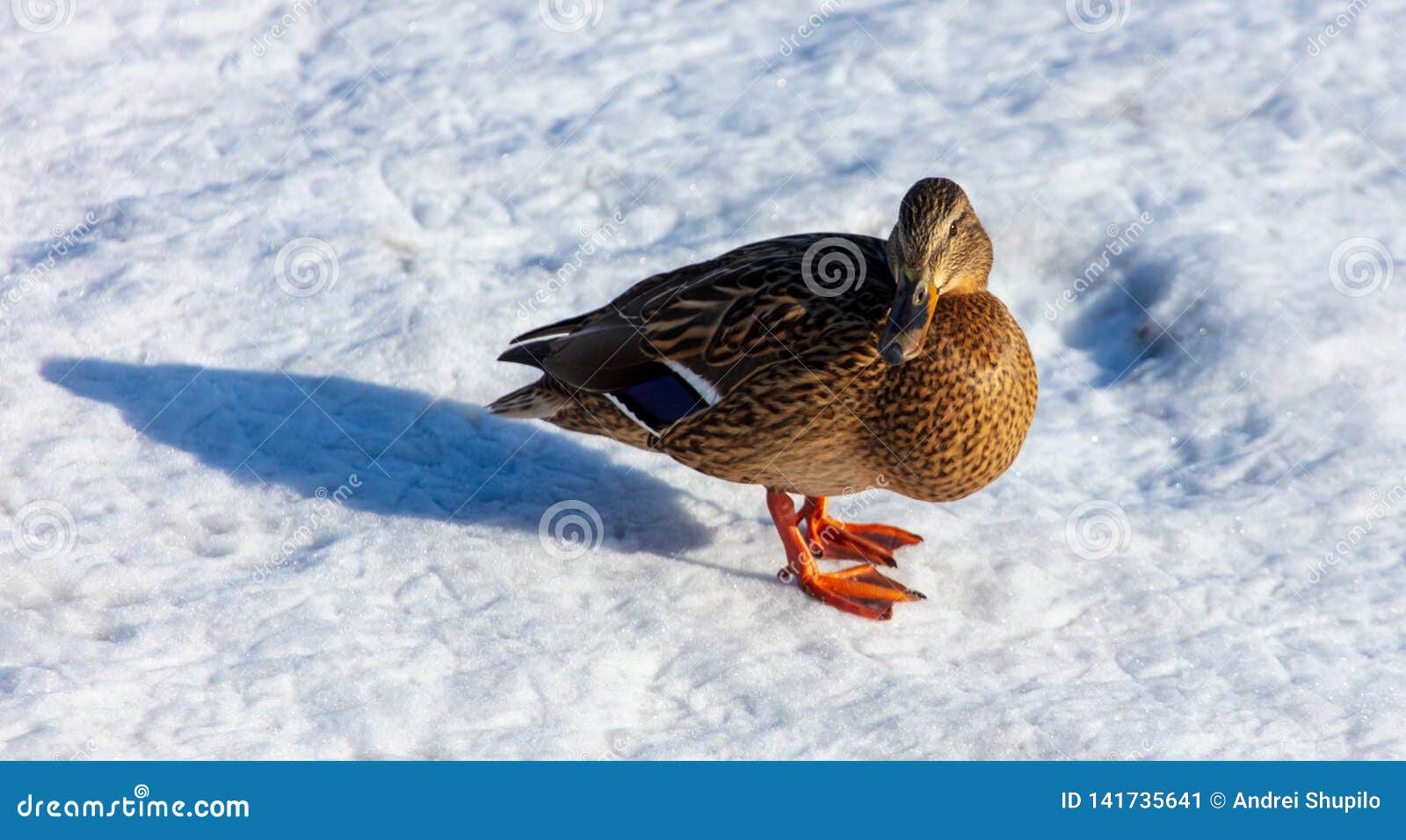 Duck on the snow in winter stock image. Image of nature - 141735641