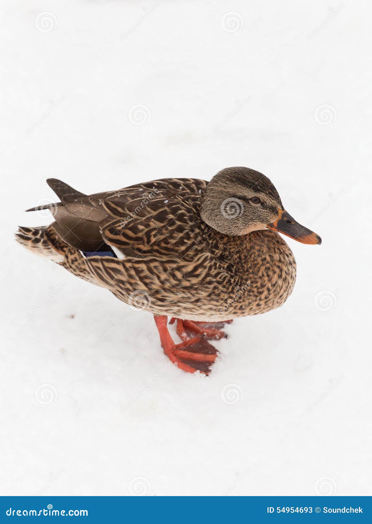 Duck in the snow stock image. Image of duck, wildlife - 54954693