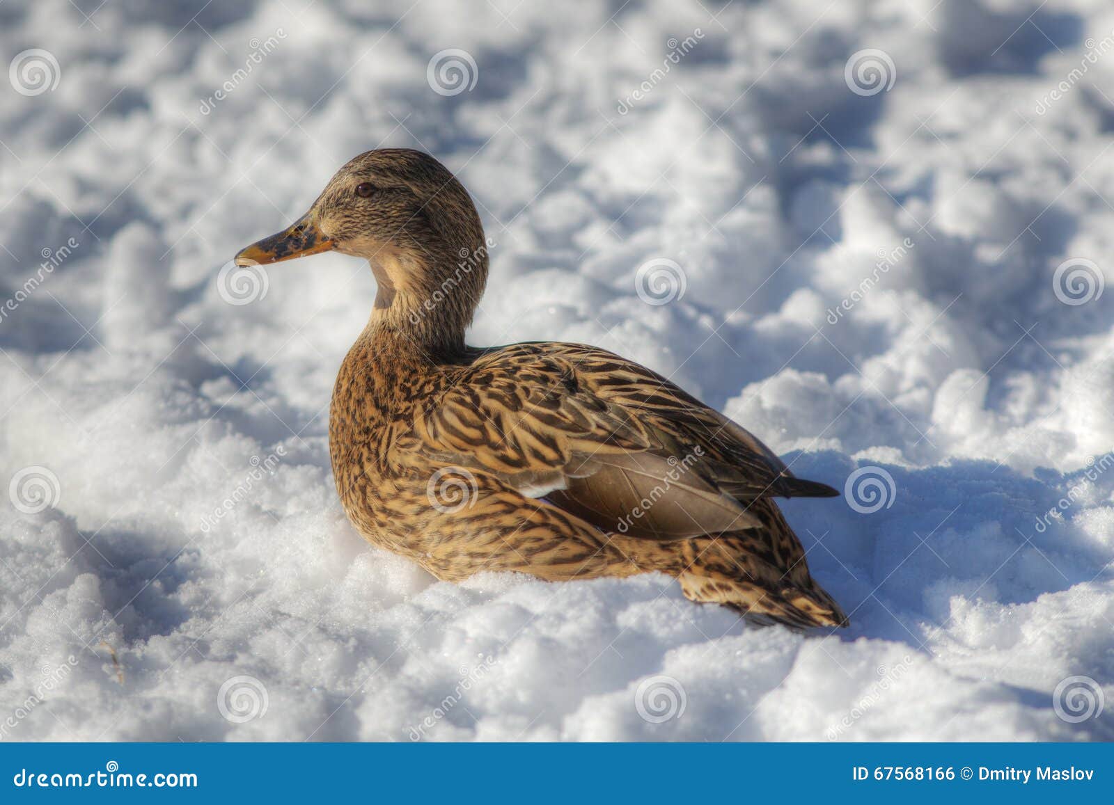 Duck on snow in winter stock photo. Image of season, cold - 67568166