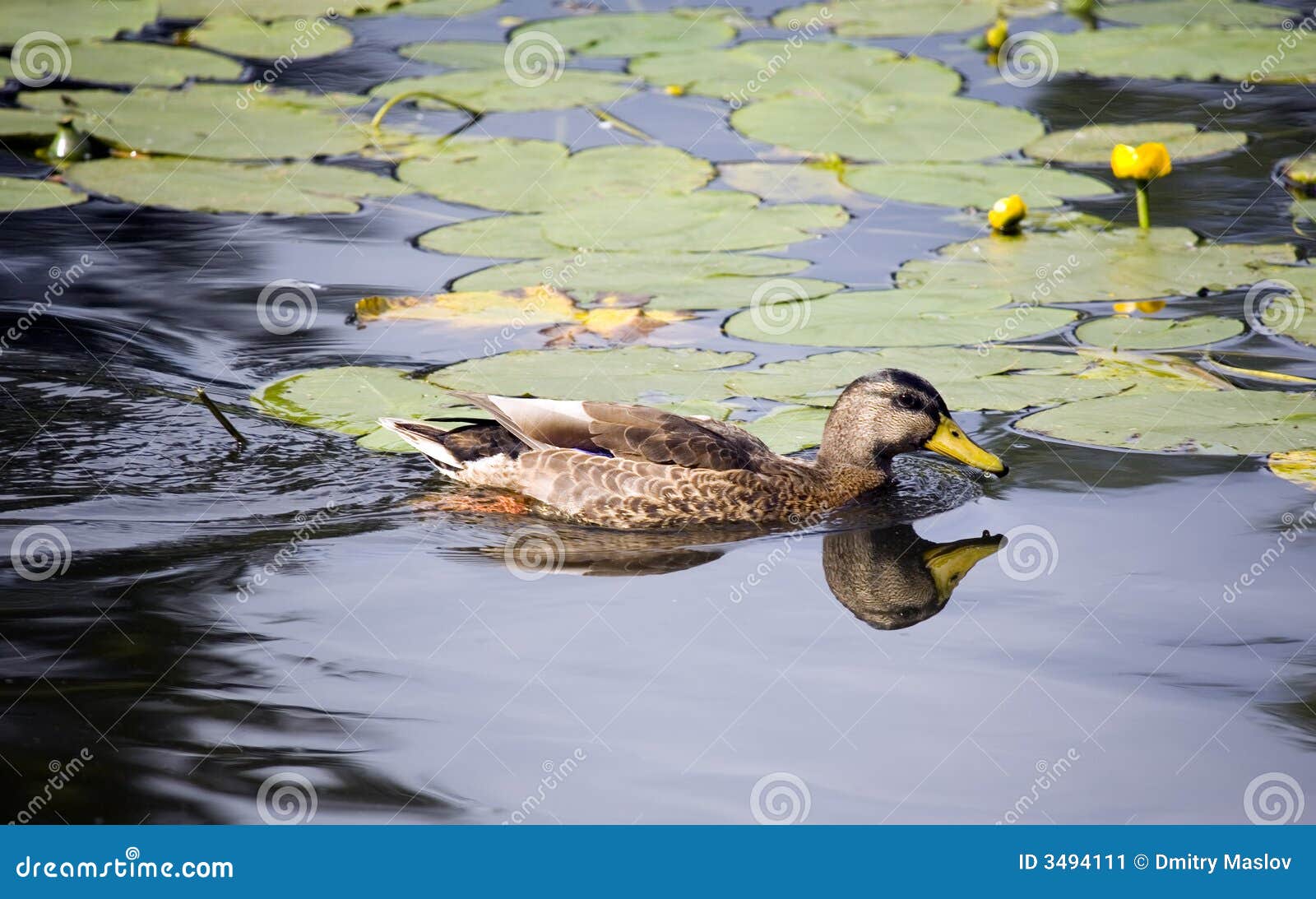 Duck and spatterdock stock image. Image of waterfowl, green - 3494111