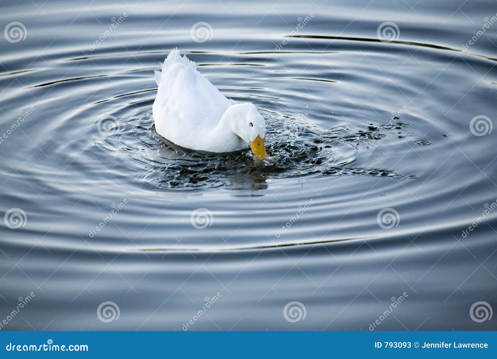 Duck Splash stock image. Image of shake, pond, blue, waves - 793093