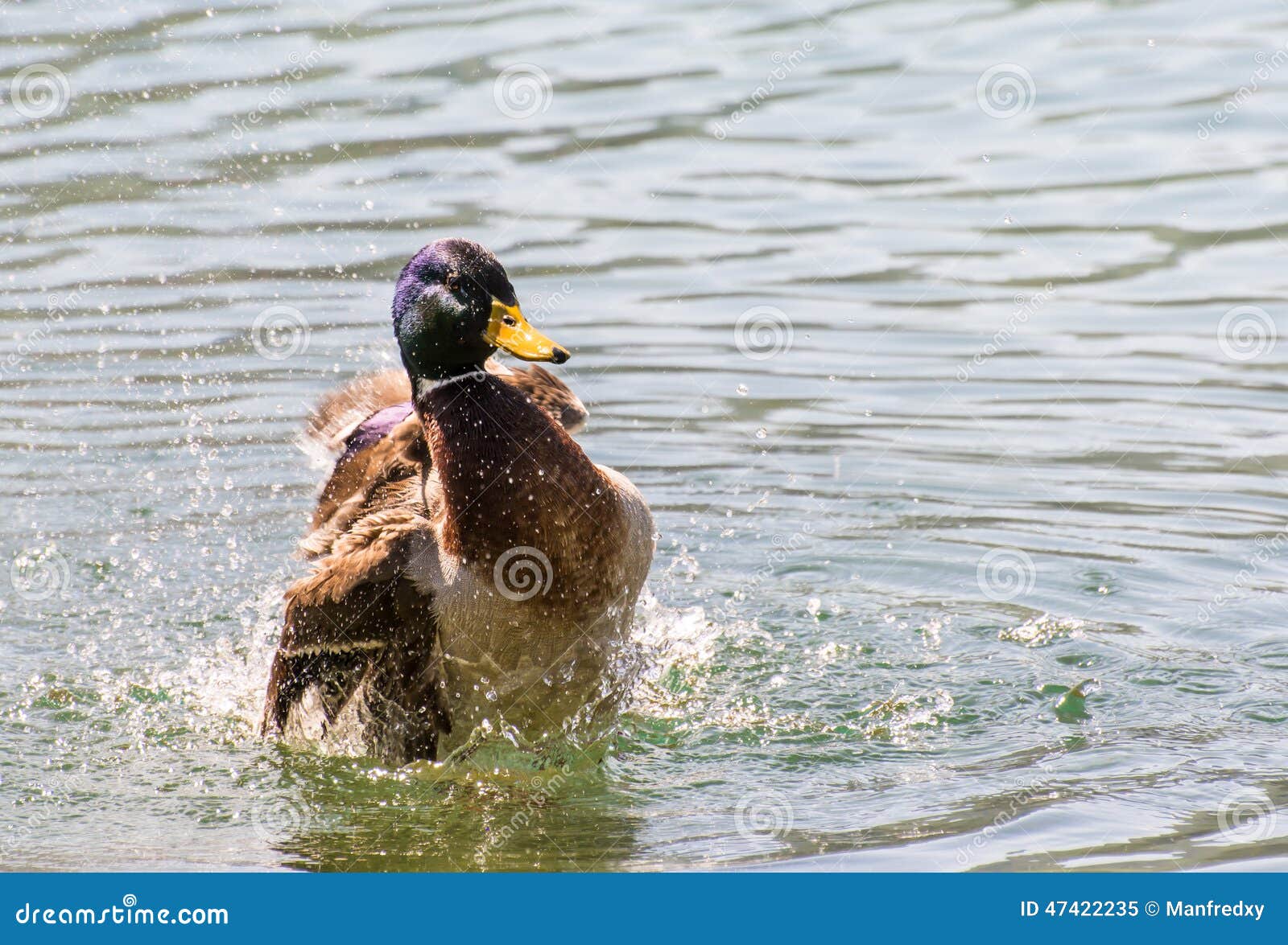 Duck stock image. Image of bird, animal, wildlife, male - 47422235
