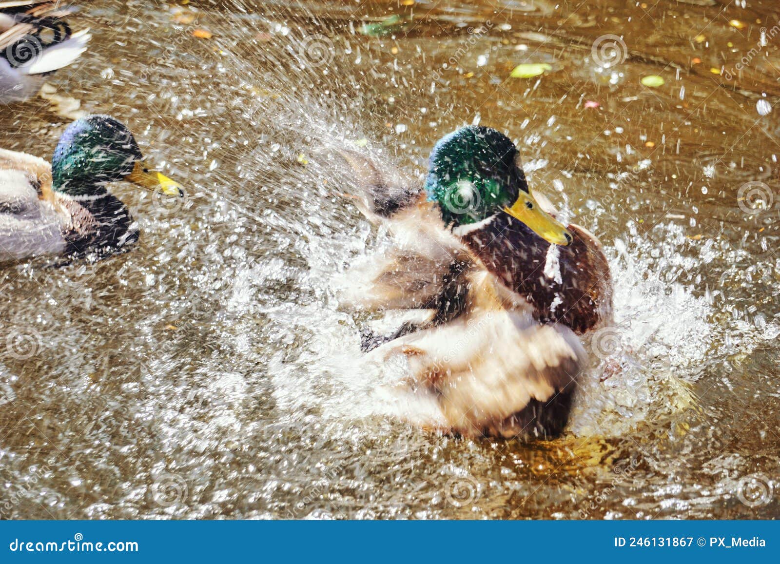 Duck Splashing Water in Pond Stock Image - Image of mallard, droplet ...