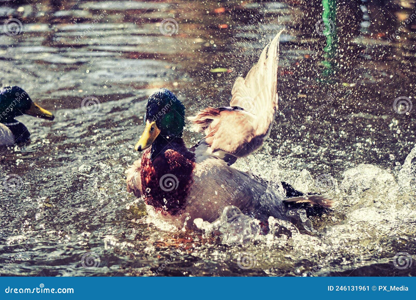 Duck Splashing Water in Pond Stock Image - Image of water, wildlife ...