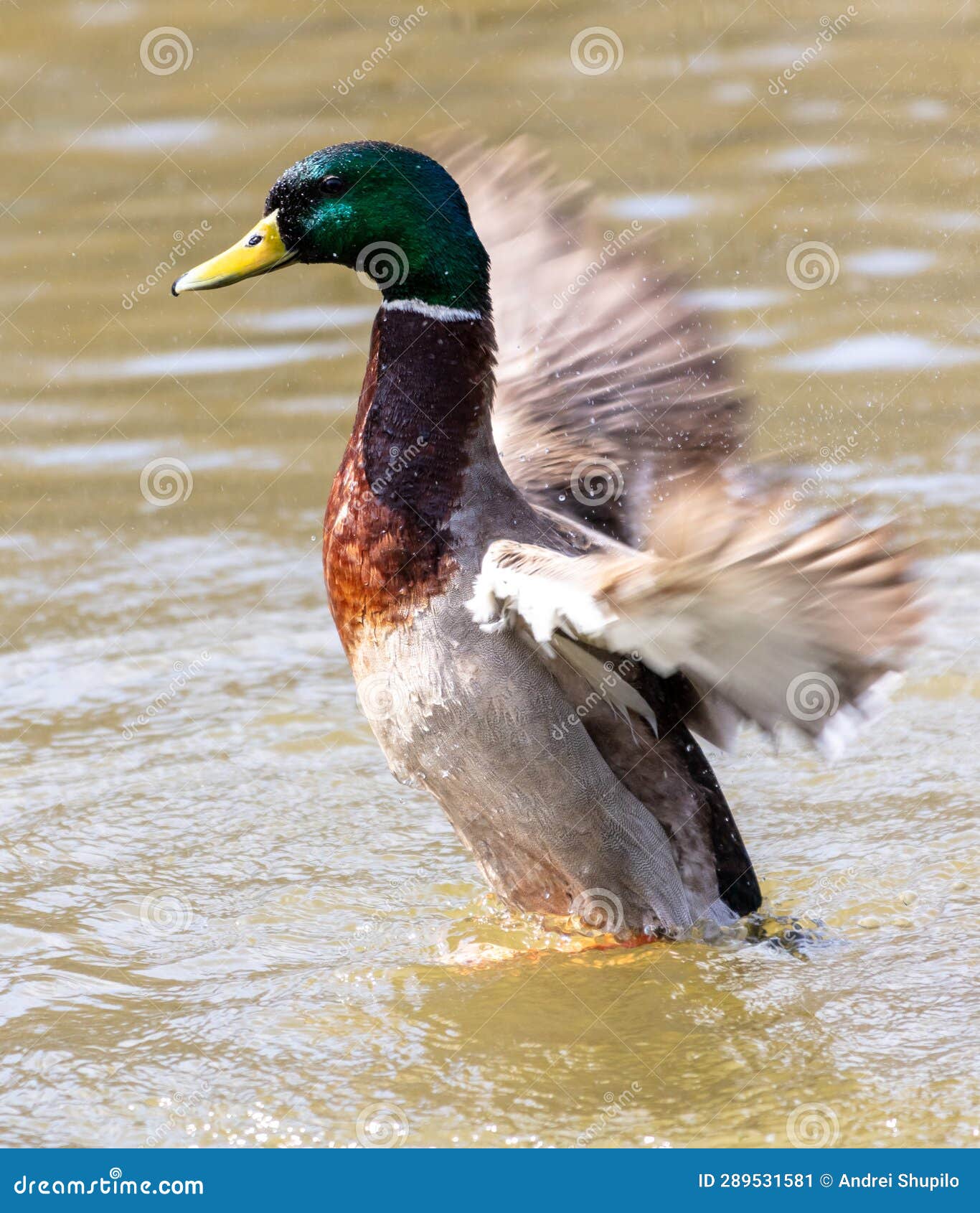 Duck Splashing in the Water on a Sunny Summer Day Stock Image - Image ...