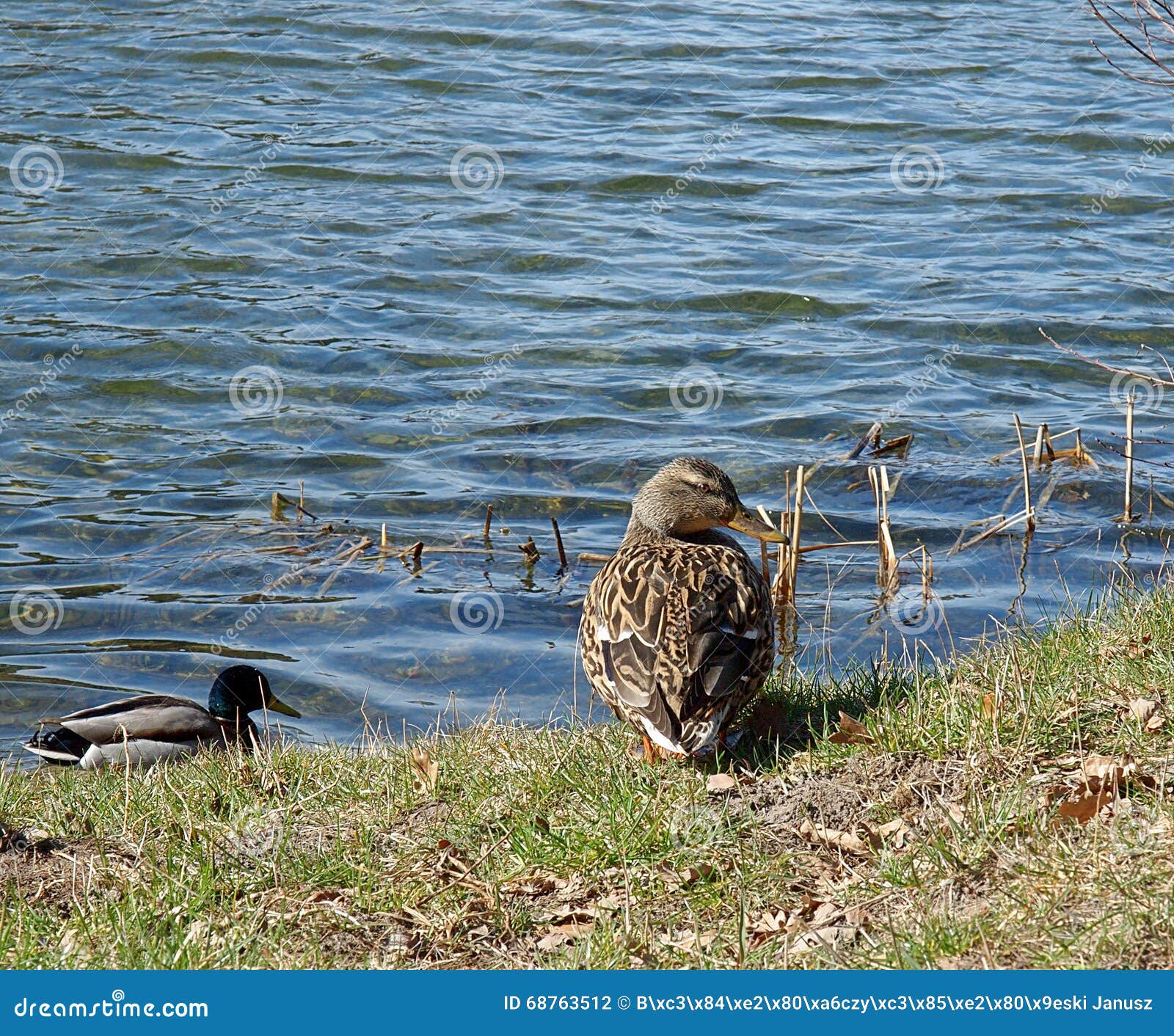 Duck in the Spring Sunshine. Stock Photo - Image of light, environment ...