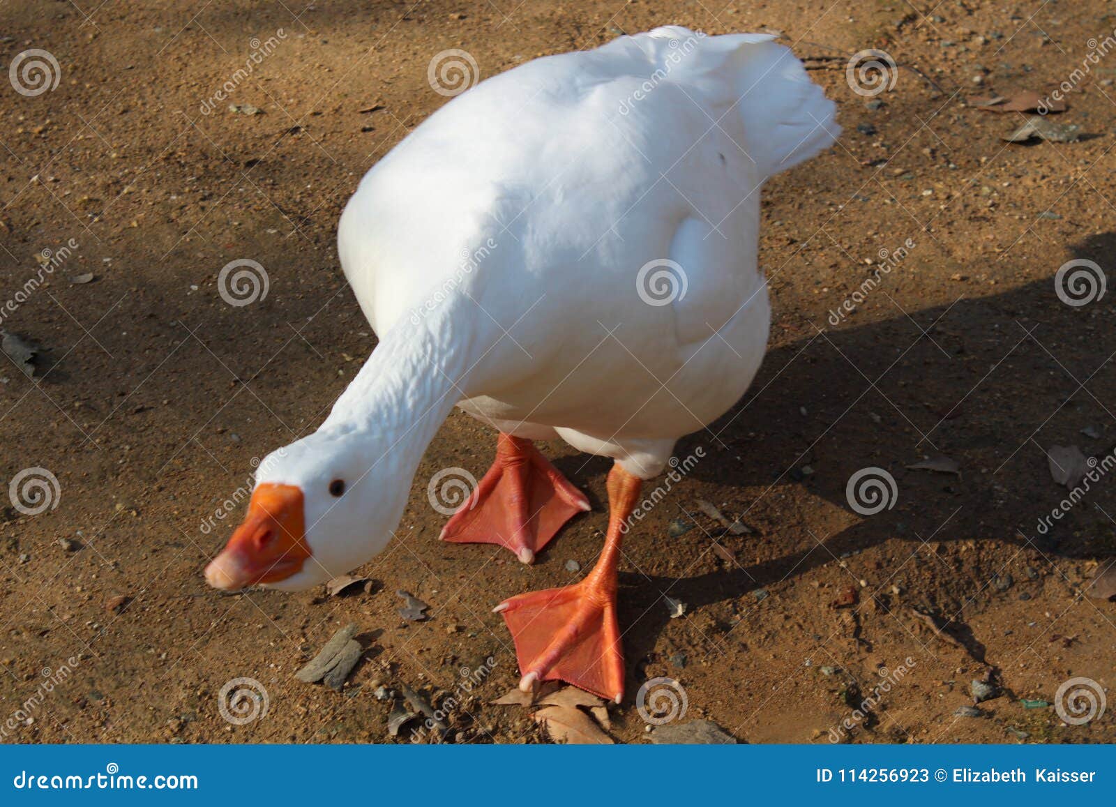 Duck welcomming stock image. Image of parachute, season - 114256923