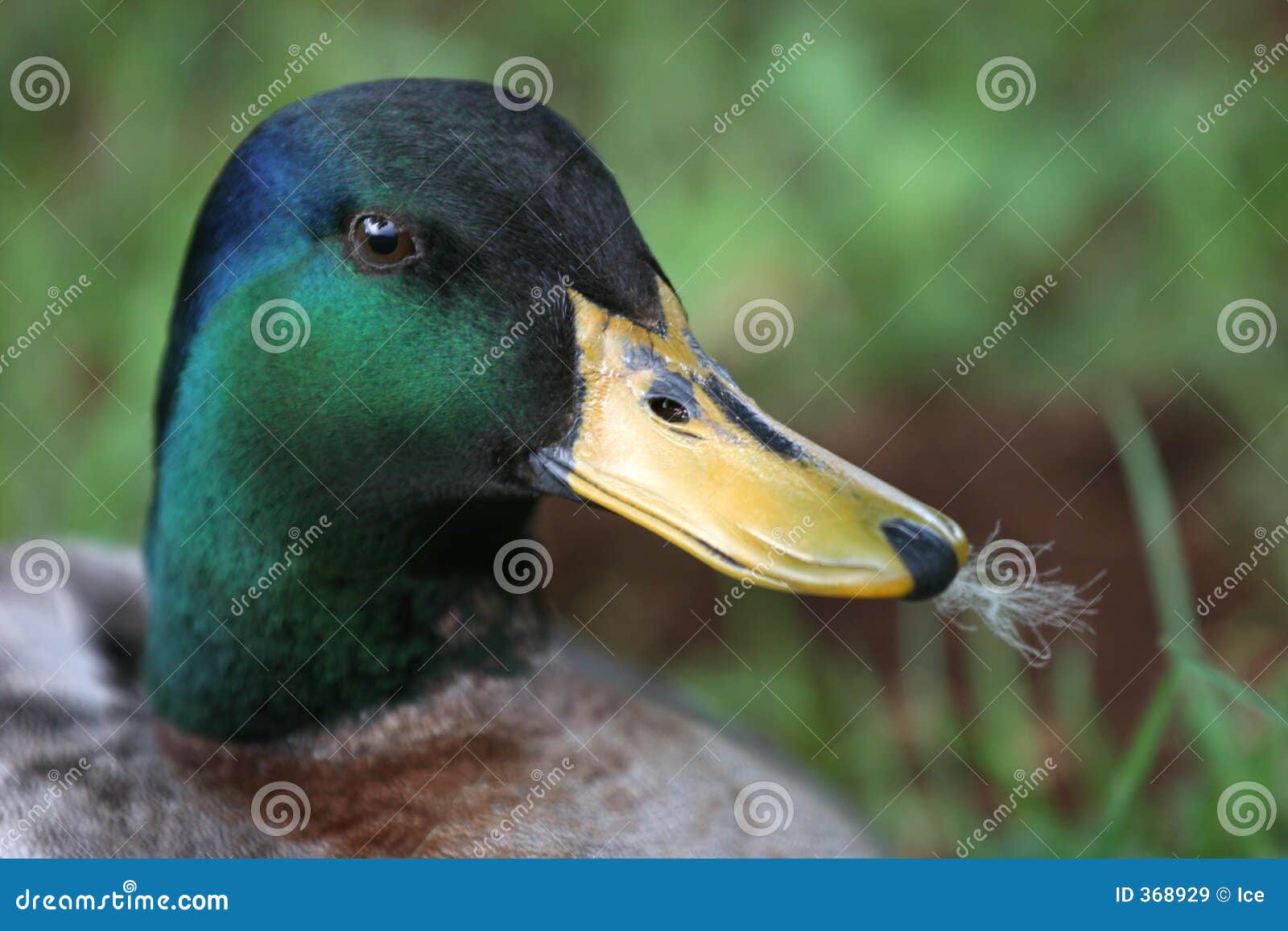 Duck stairing stock image. Image of pattern, ornithology - 368929