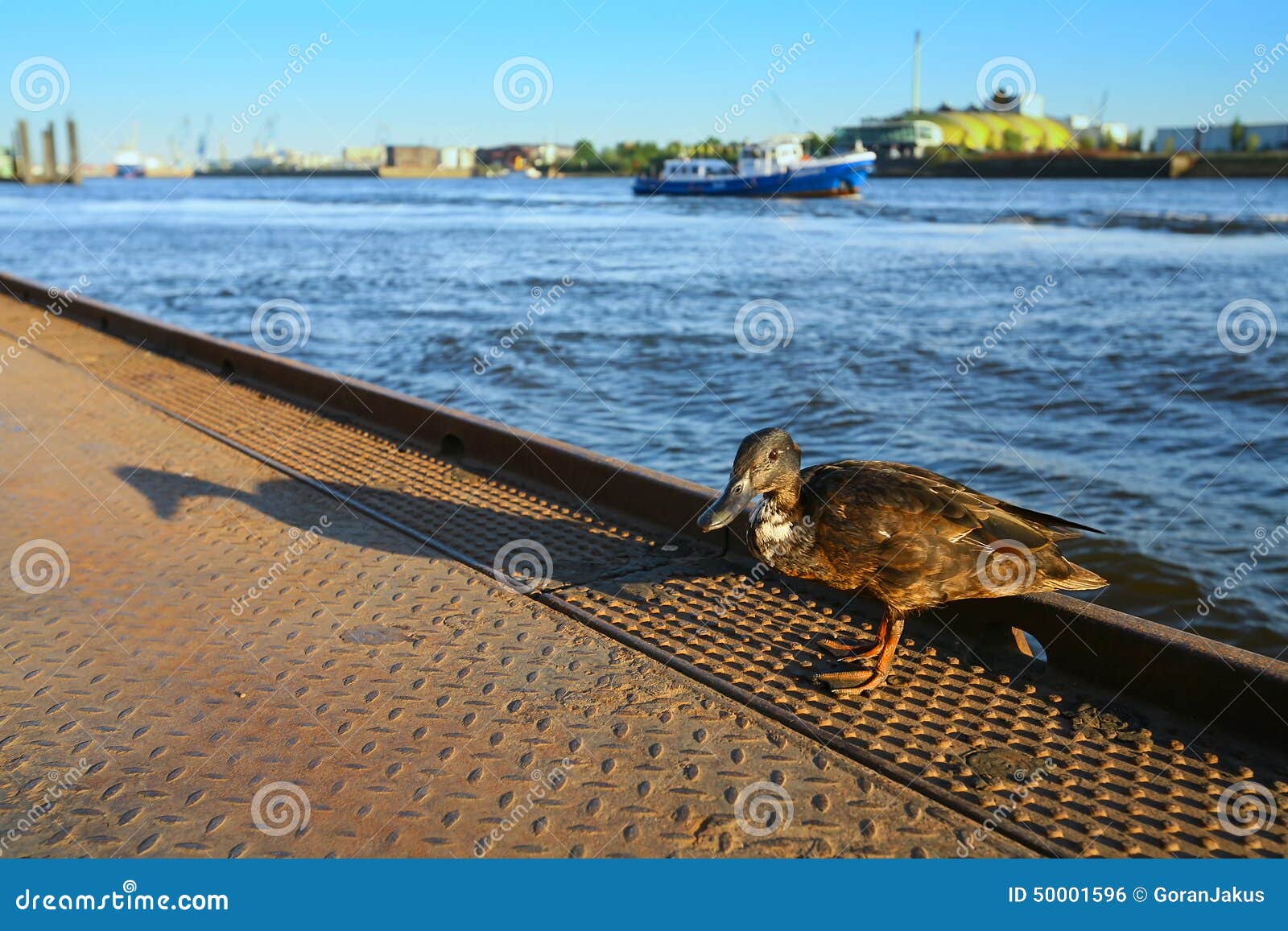 Duck standing on dock stock photo. Image of elbe, shadow - 50001596