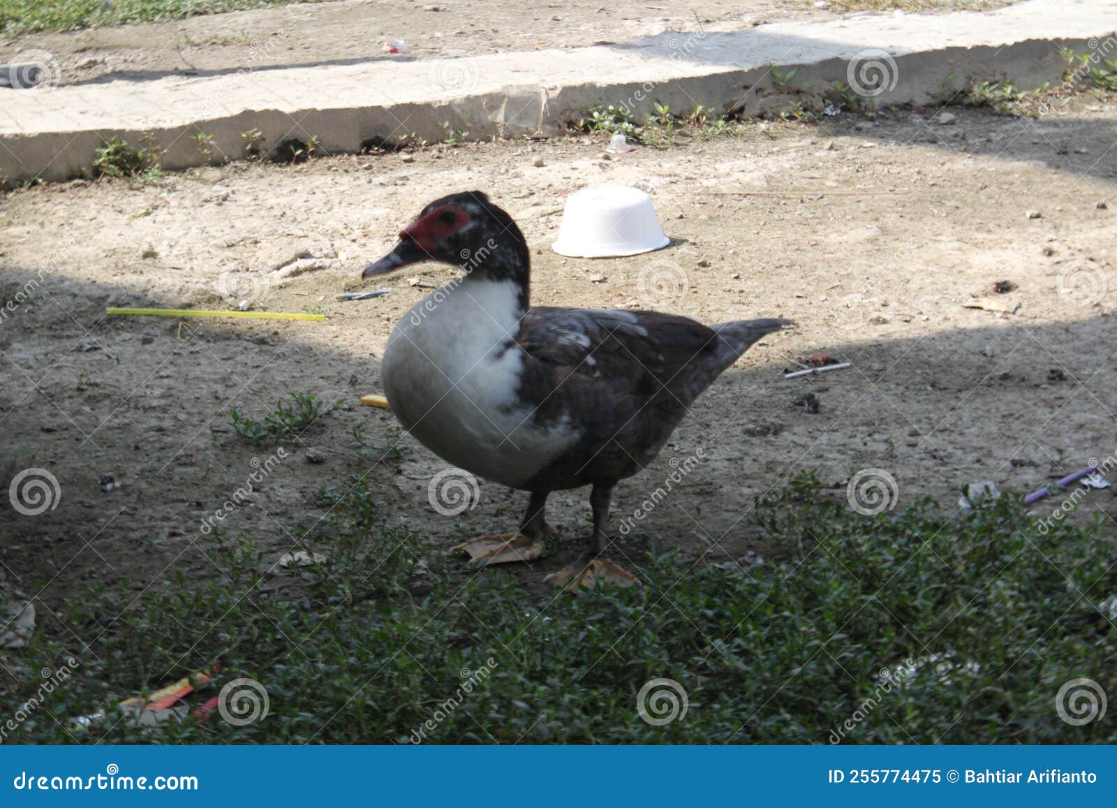 A duck is standing stock image. Image of nature, fowl - 255774475