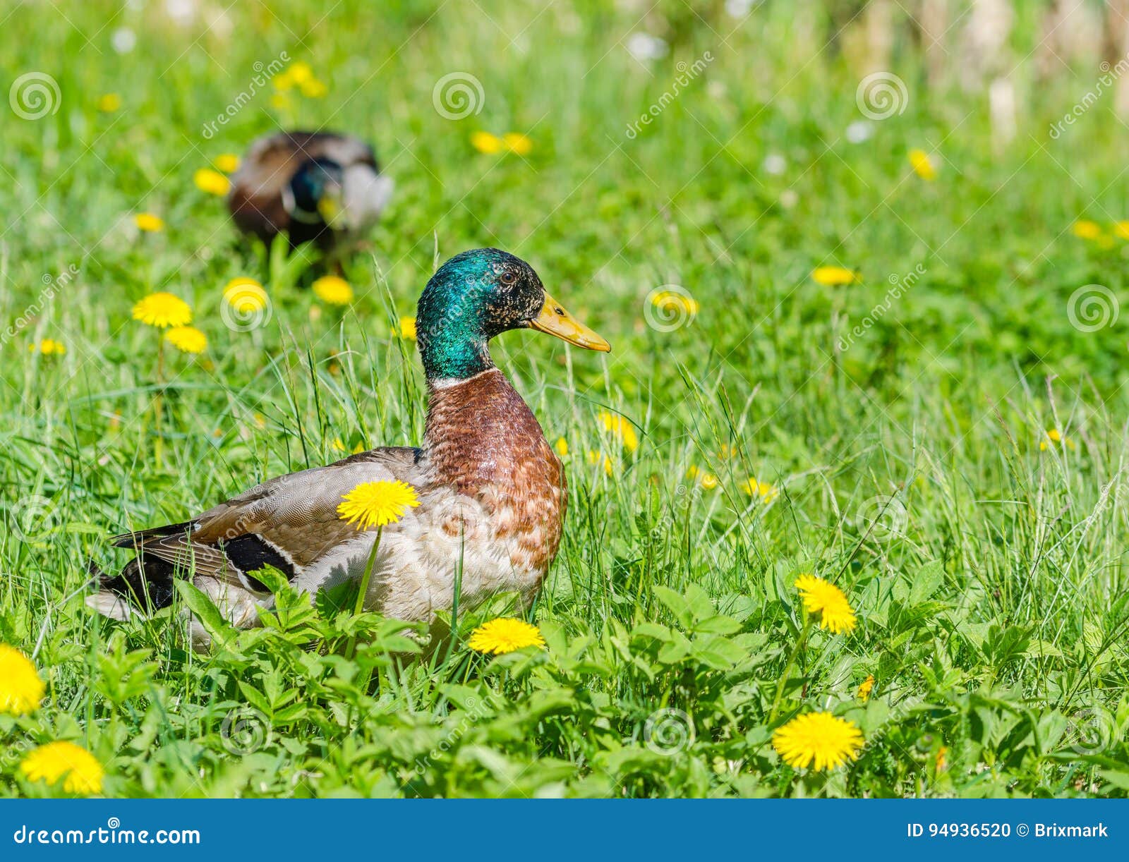 Duck Standing Field Dandelions Stock Photos - Free & Royalty-Free Stock ...