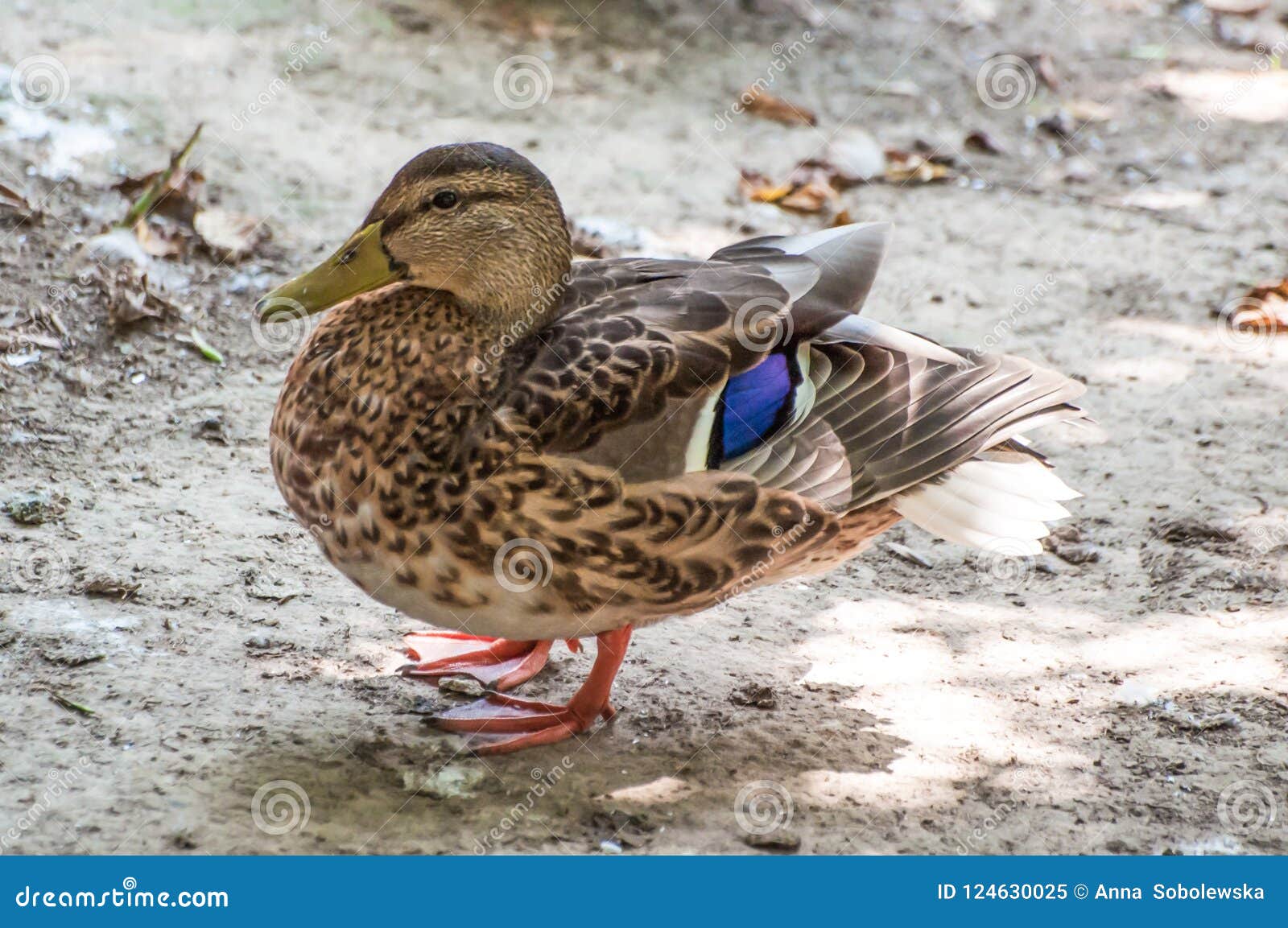 Duck Standing on the Ground, Looking Left, Enjoying the Sun, at the ...