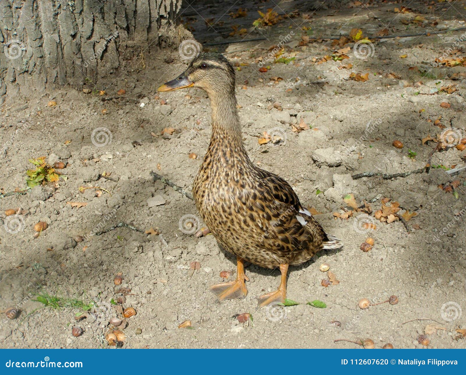 Duck Standing on the Ground Stock Photo - Image of ground, poultry ...