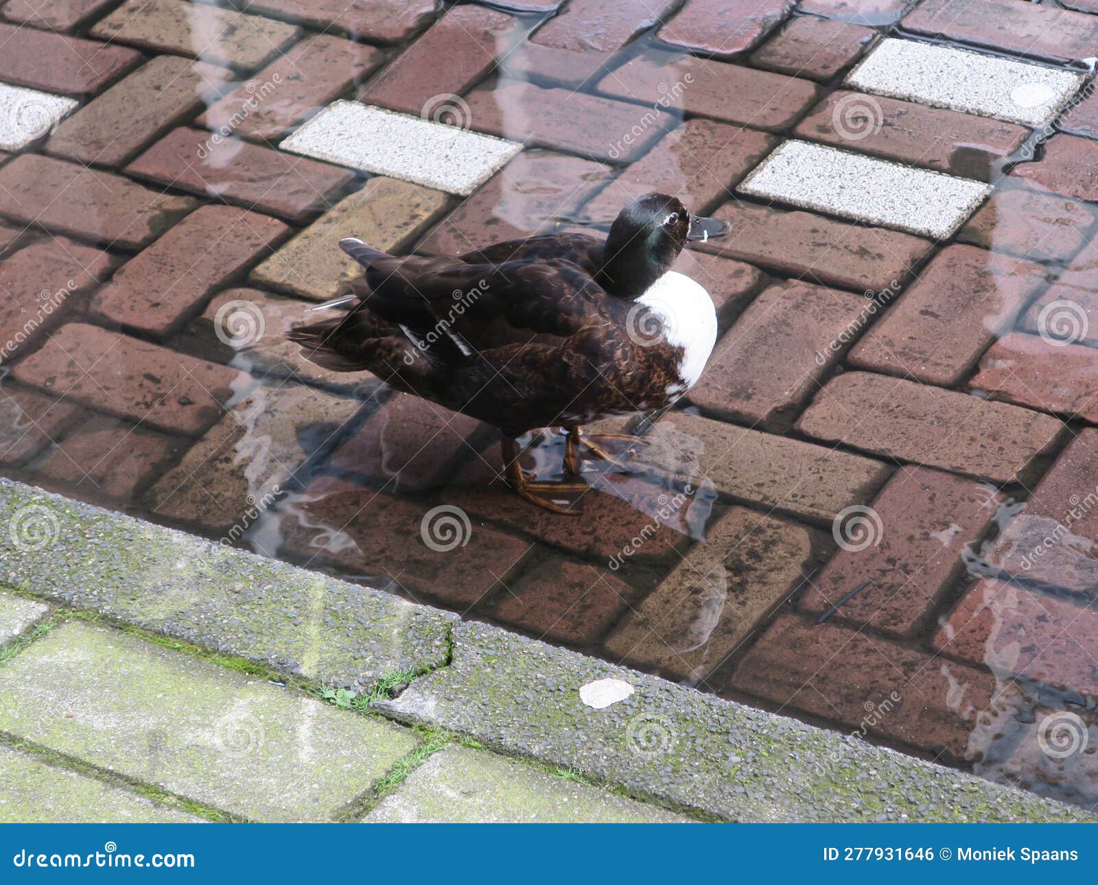 Duck Standing in the Gutter Near the Sidewalk Stock Photo - Image of ...