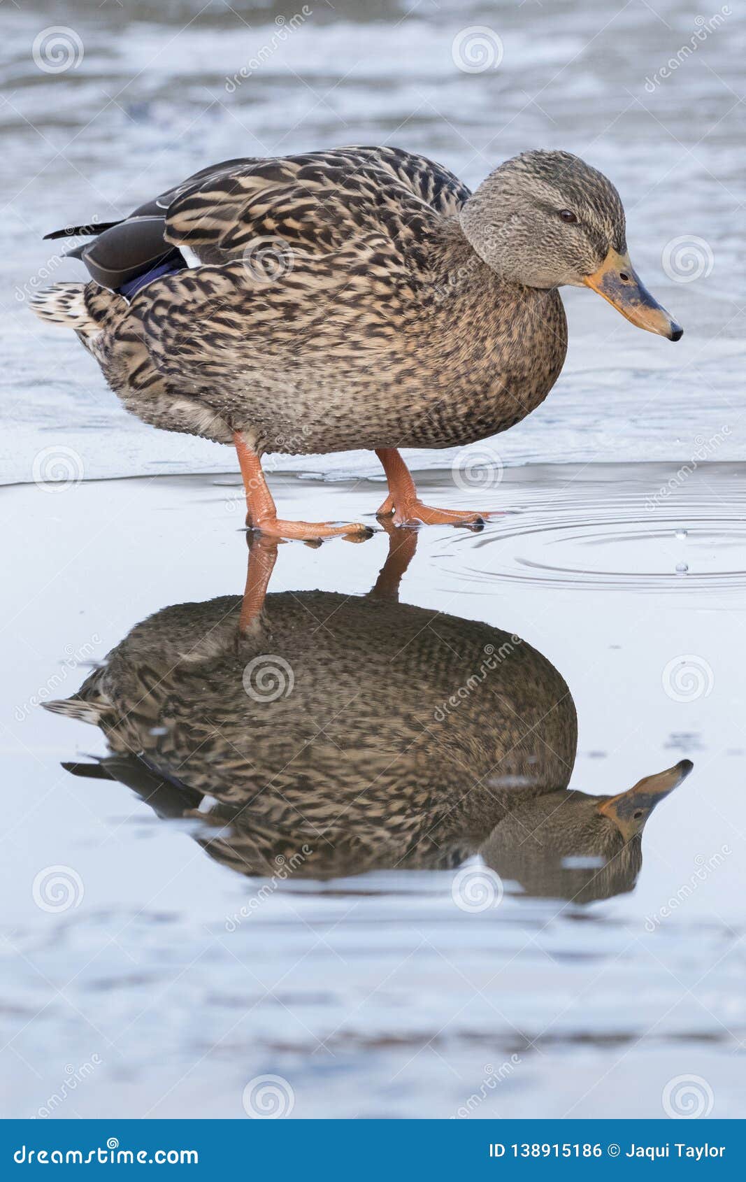 Duck on ice stock photo. Image of cold, duck, winter - 138915186