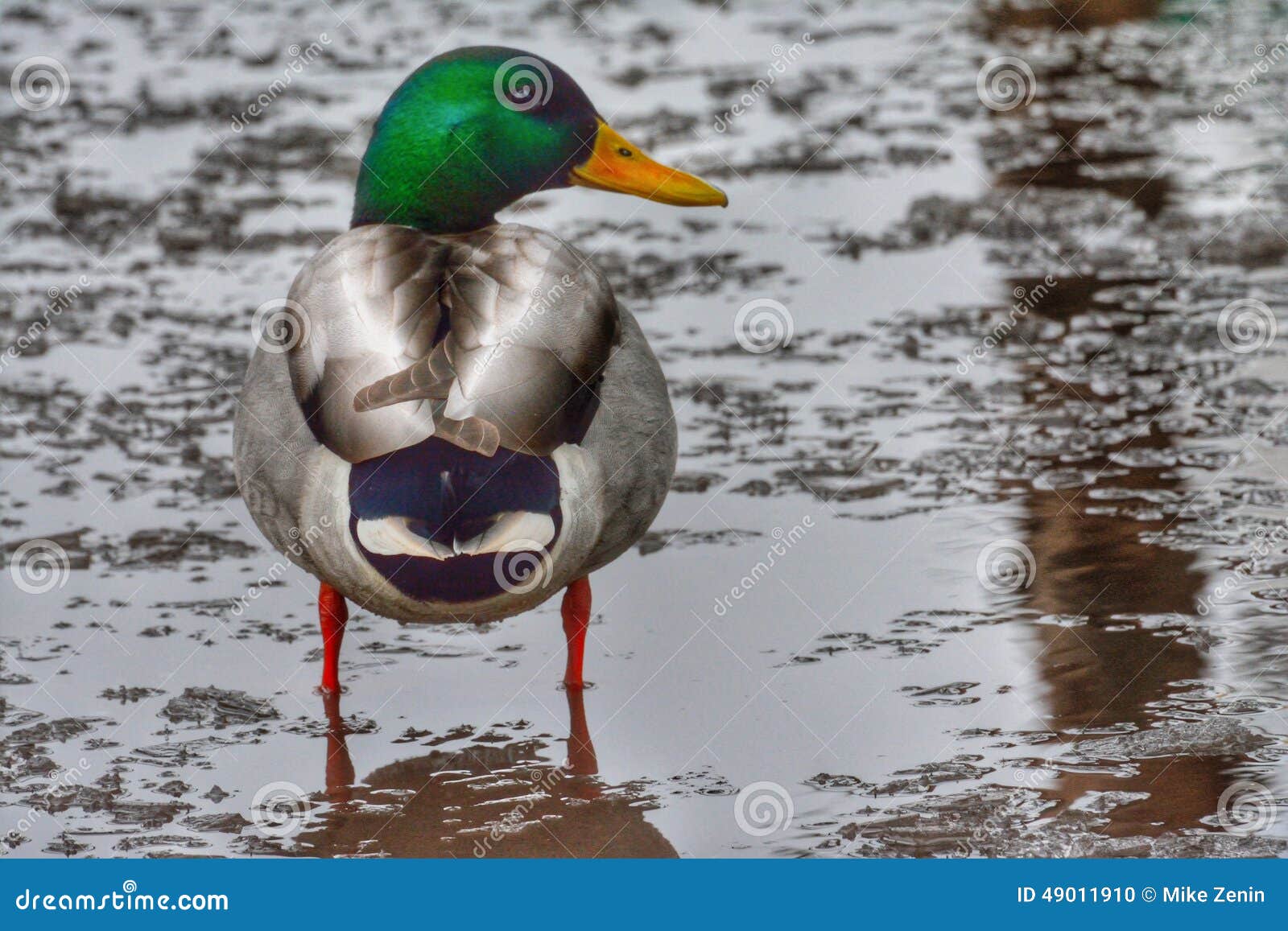 Duck stock photo. Image of standing, water, side, view - 49011910