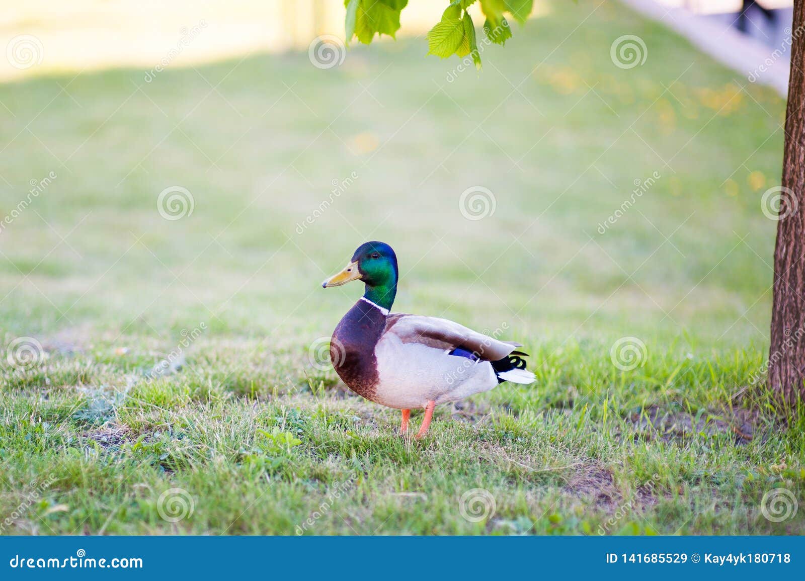 A Duck is Standing on the Lawn Waiting for a Female Stock Image - Image ...