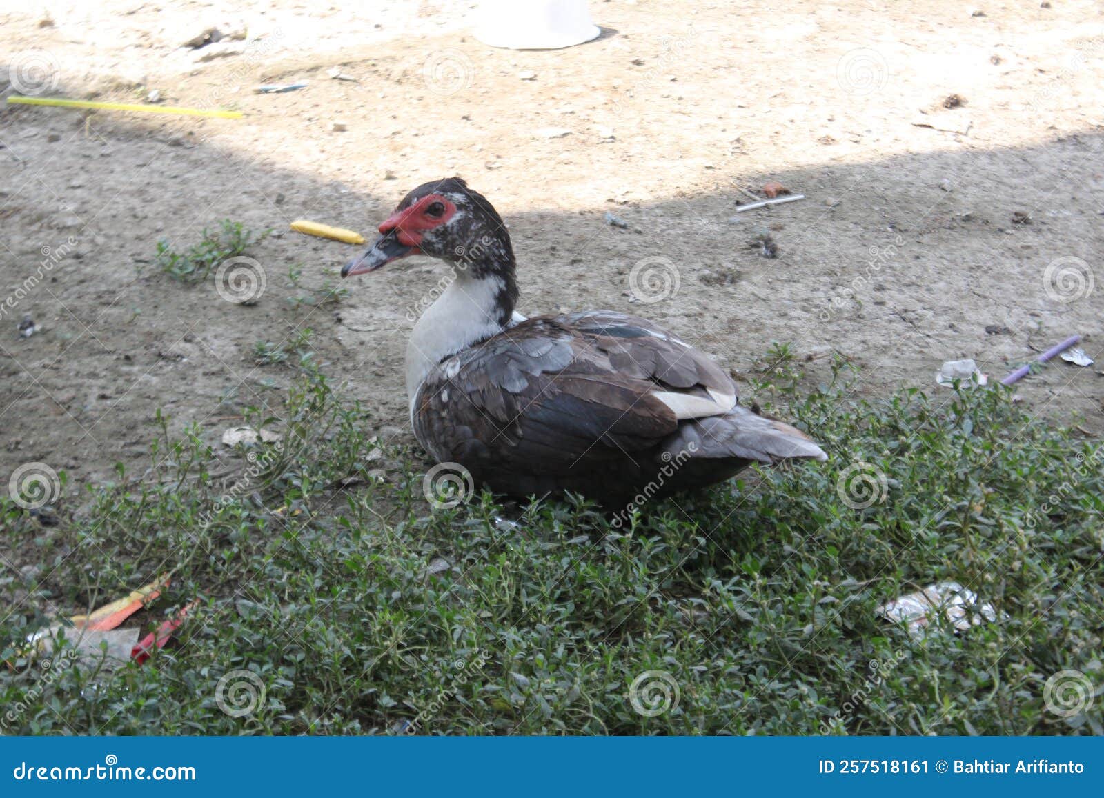 A Duck is Standing on the Road Stock Image - Image of animal, fowl ...