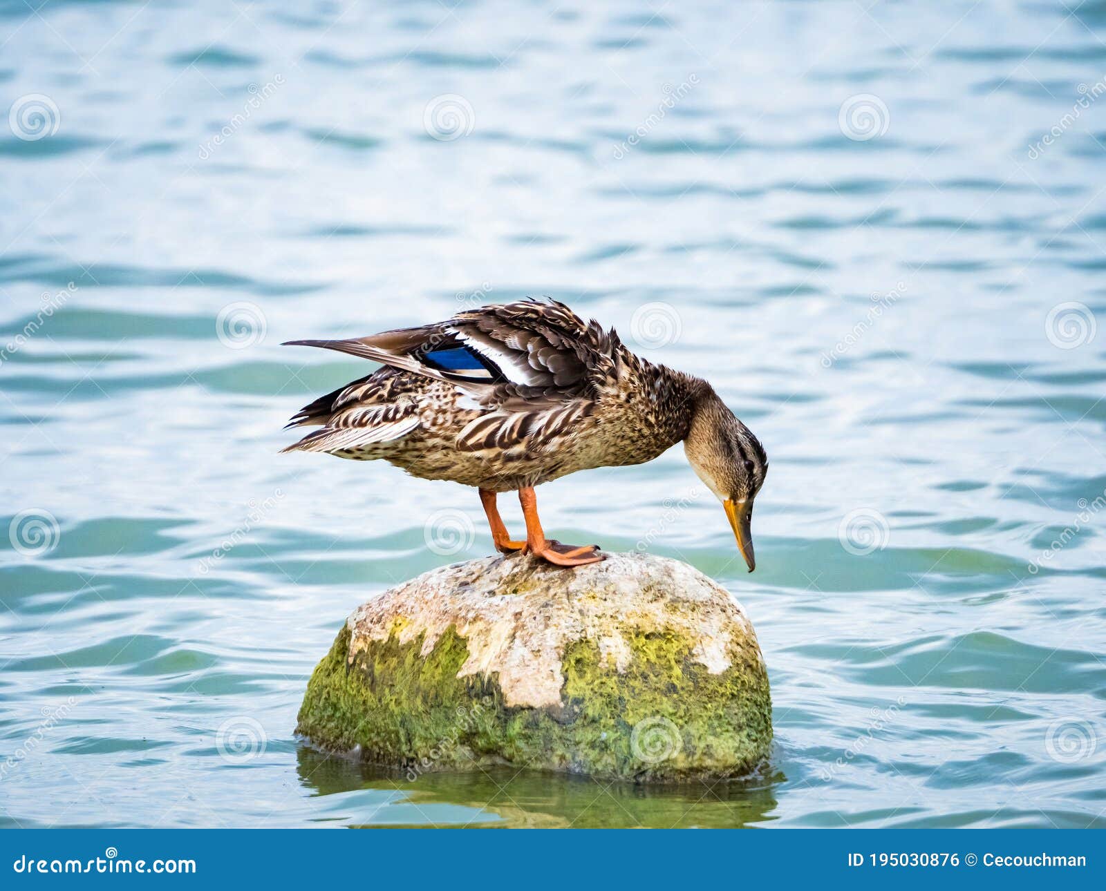 Duck Standing on Rock in Rippled Water Stock Photo - Image of standing ...