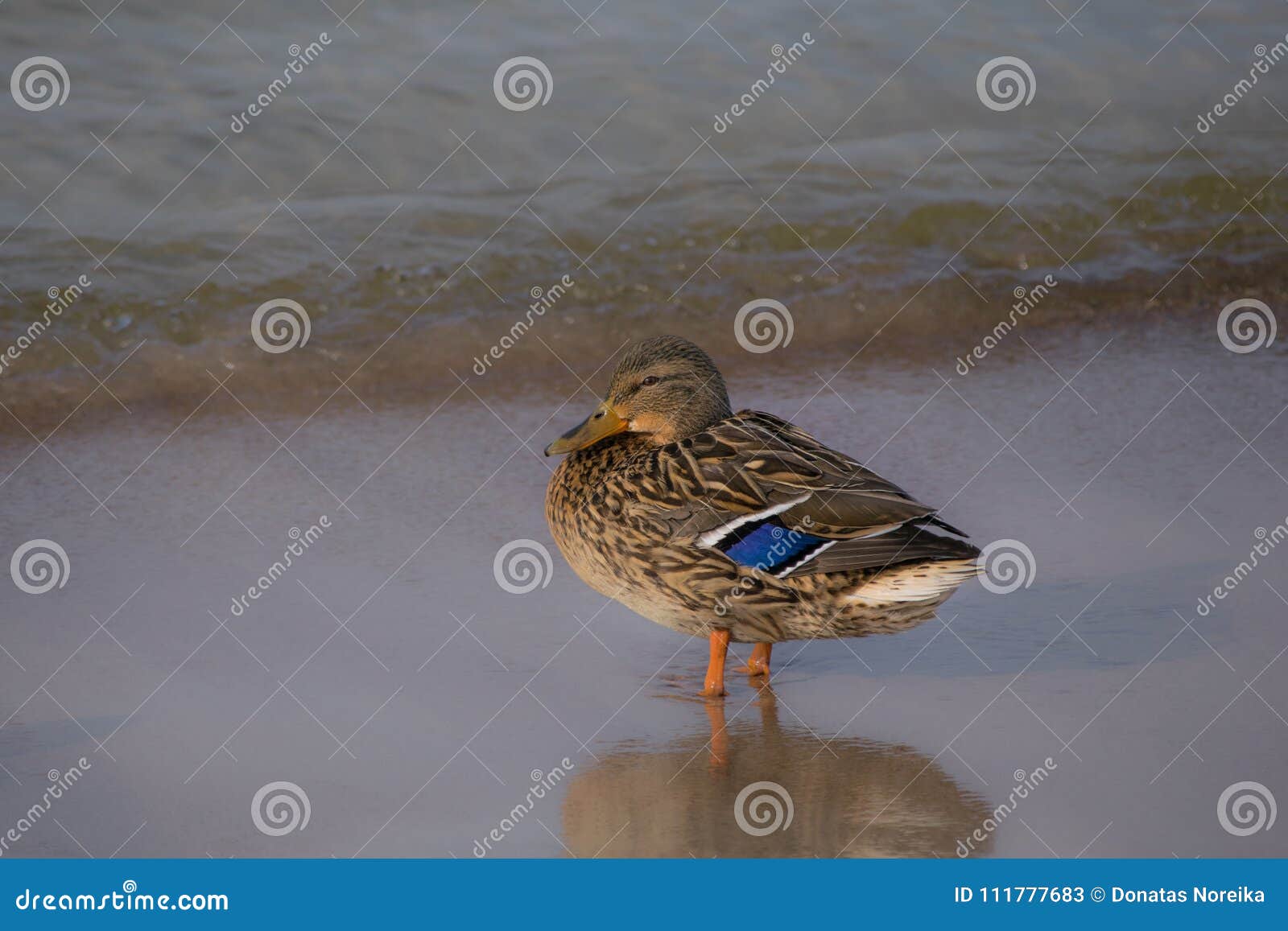 Duck standing on sand stock image. Image of summer, beach - 111777683
