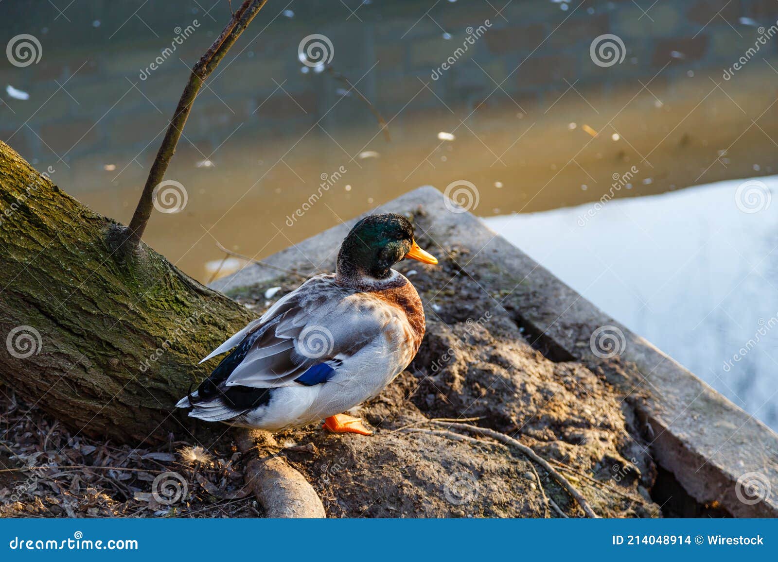 Duck Standing Under a Tree at the Edge of a River Stock Photo - Image ...