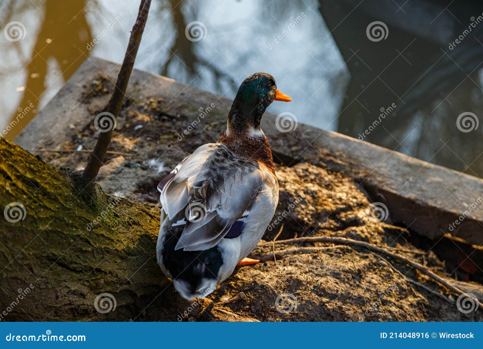 Duck Standing Under a Tree at the Edge of a River Stock Photo - Image ...