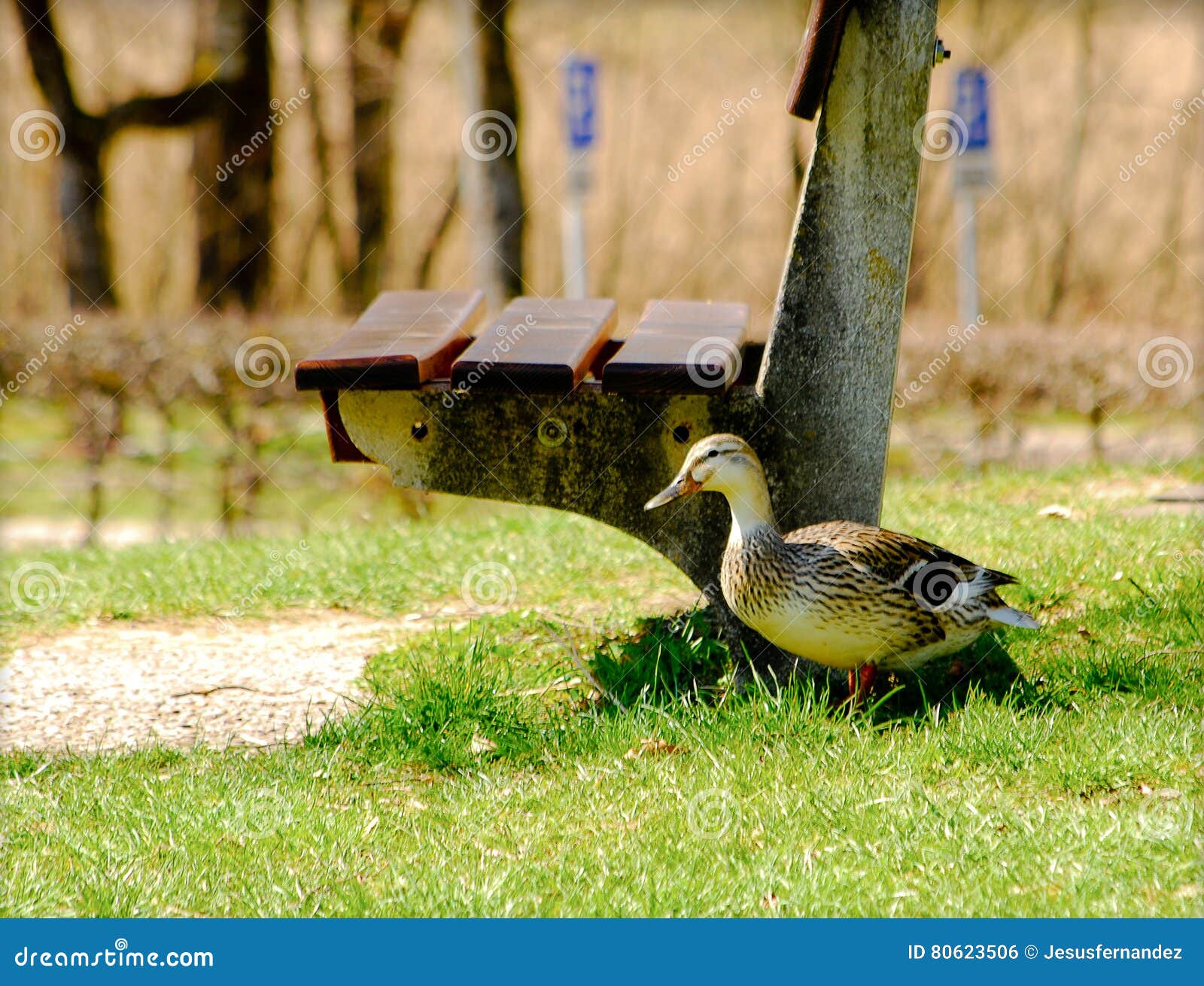 A Duck Stands by a Bench in a Park in Spring in Sunshine Stock Photo ...