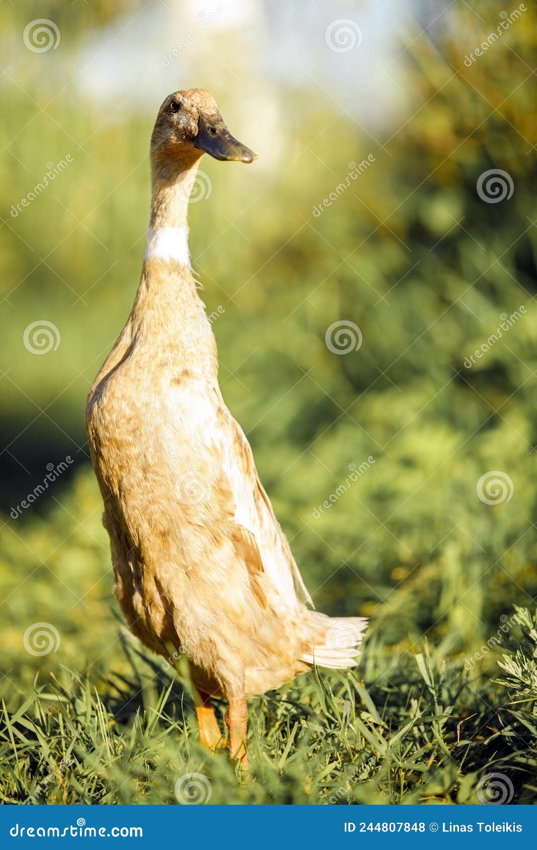Duck Stands on the Grass and Closely Watch the Area Stock Photo - Image ...