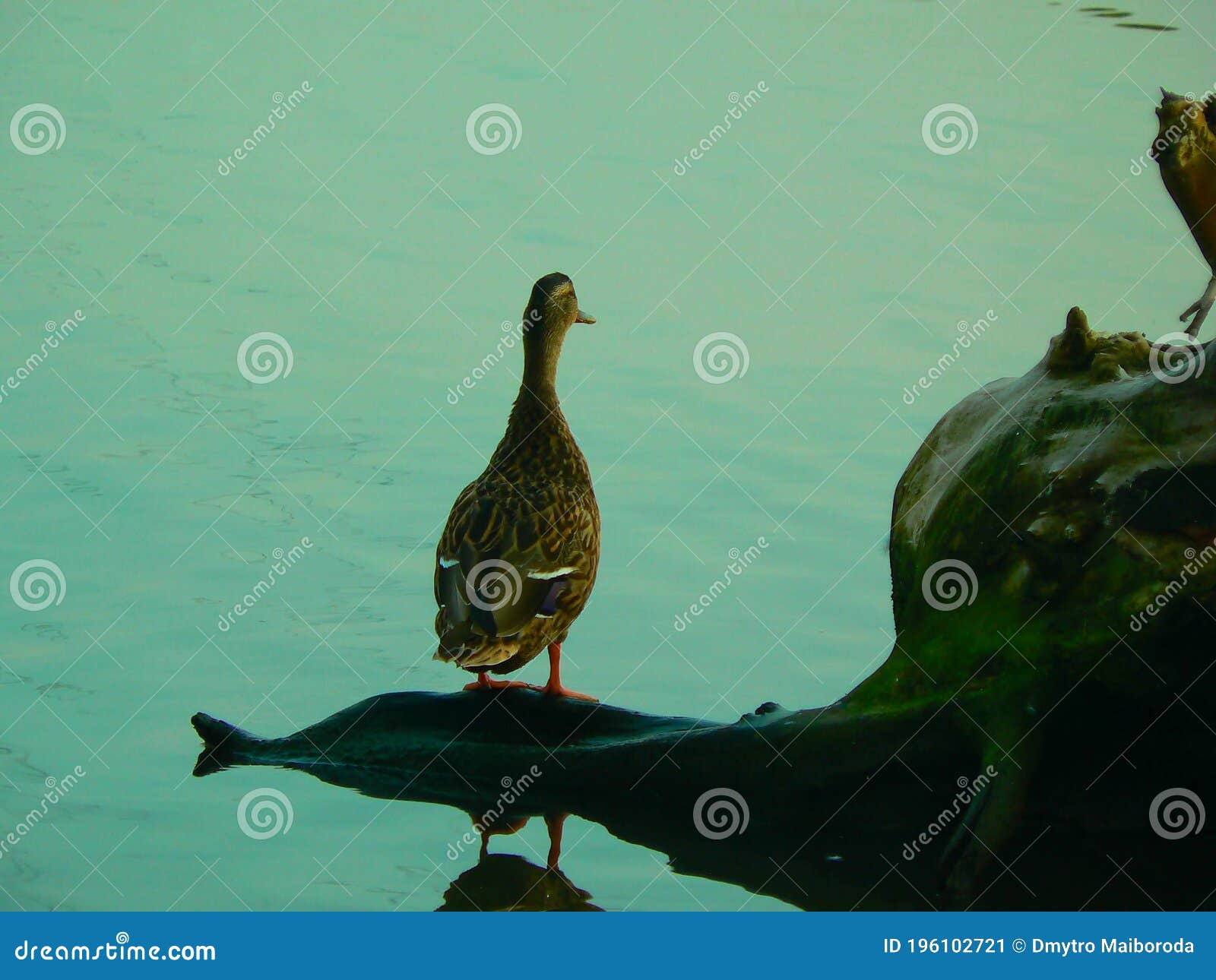 Duck Seeing Off the Setting Sun Stock Image - Image of beak, fowl ...