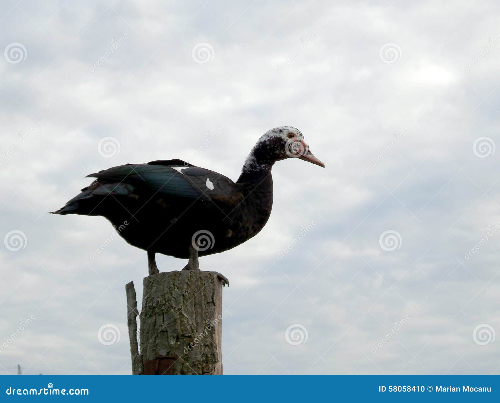 Duck stock photo. Image of nature, duck, eating, stick - 58058410