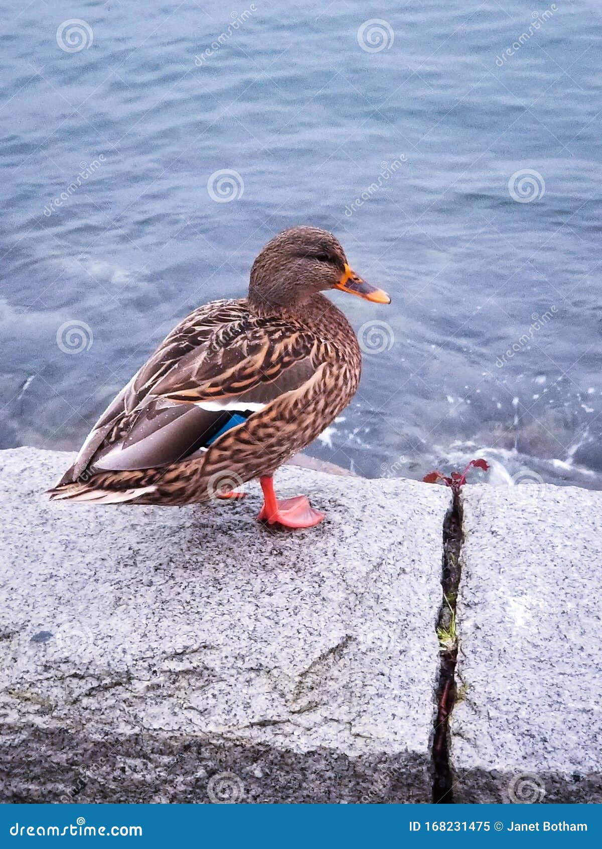 Duck on the stone ledge stock image. Image of ledge - 168231475