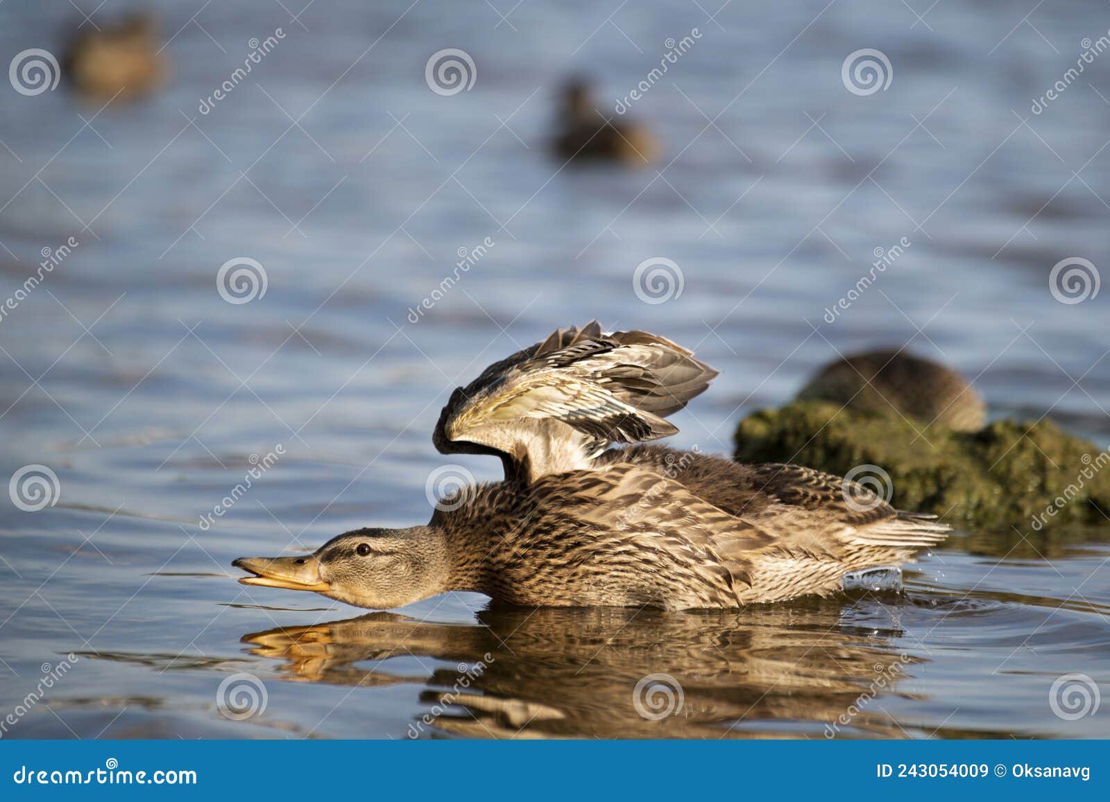 Stretching duck stock image. Image of floating, flapping - 243054009