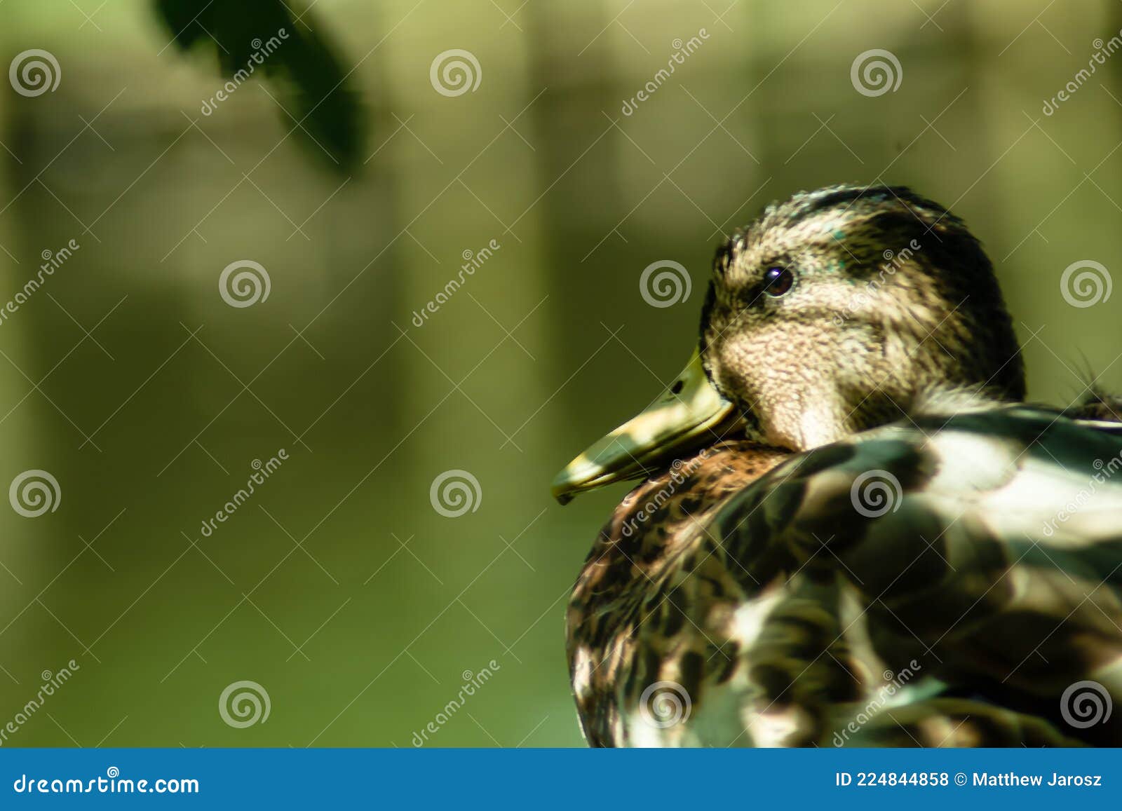 Duck in sun stock photo. Image of green, bird, nature - 224844858