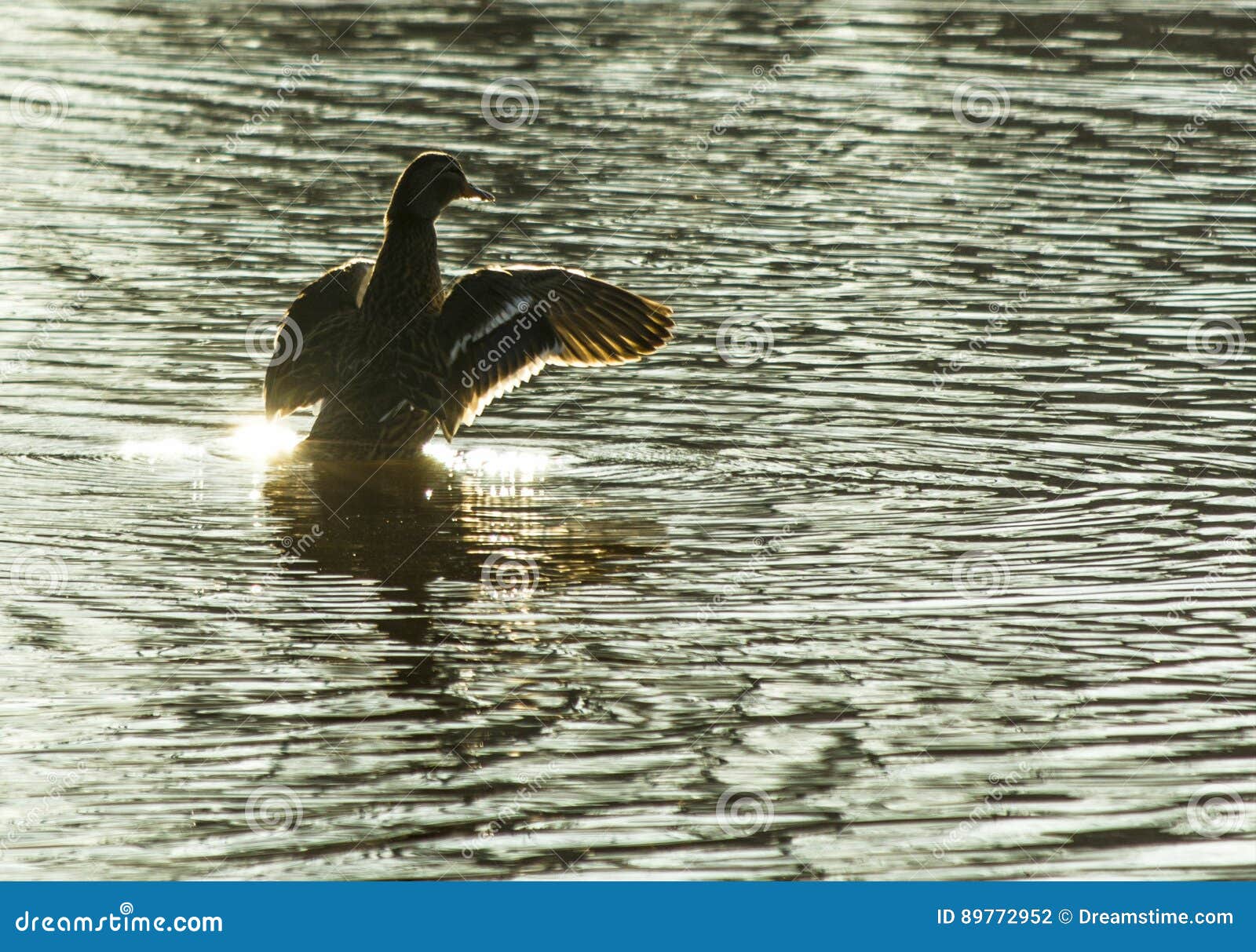 Duck in sun stock photo. Image of couriusful, duck, yellow - 89772952