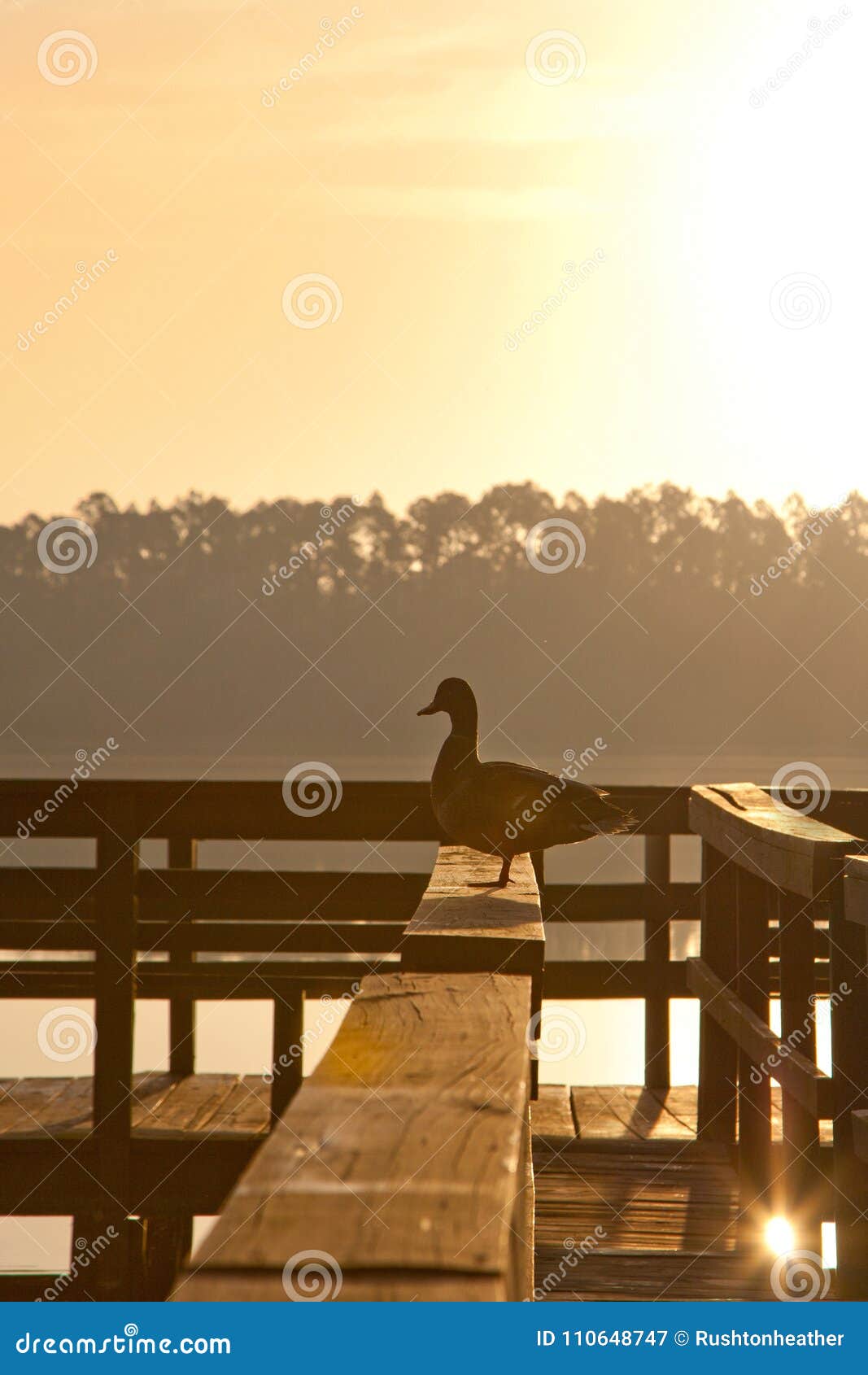 Duck in the sun stock image. Image of duck, marsh, beautiful - 110648747