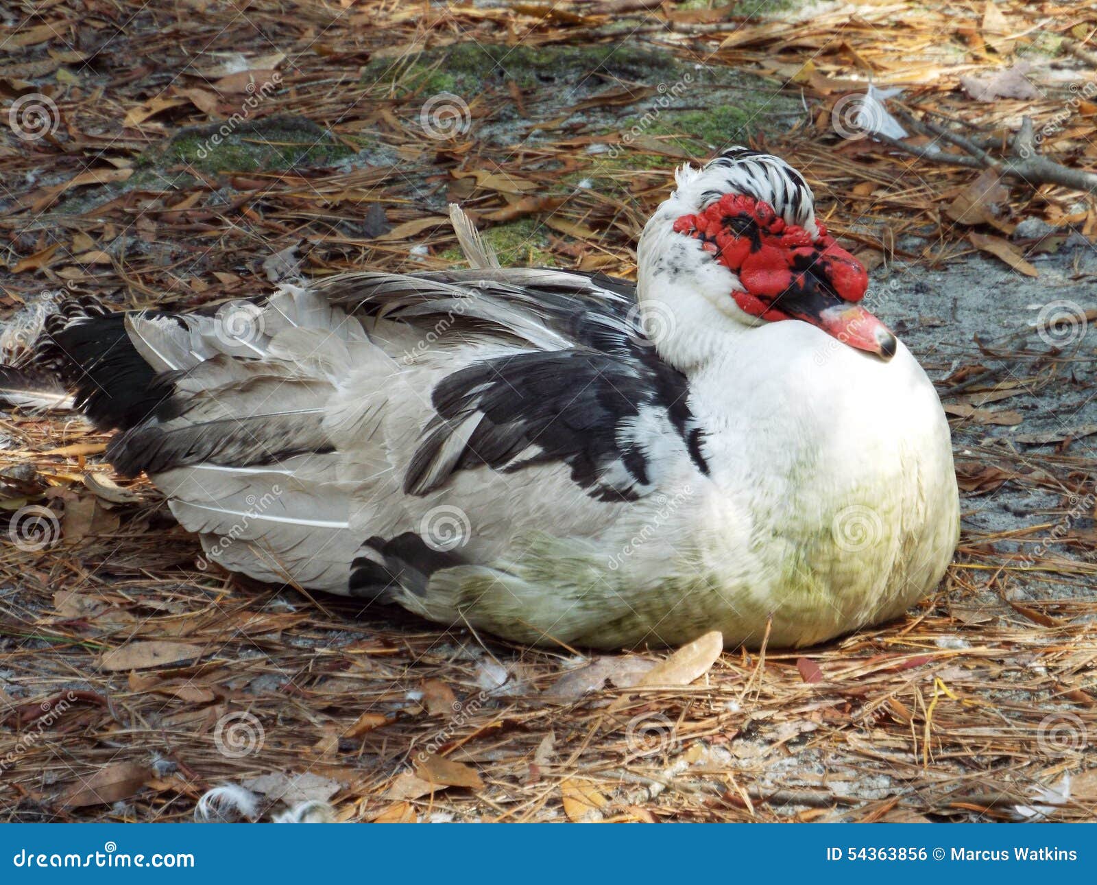 Duck stock photo. Image of wildlife, birds, spring, mammals - 54363856
