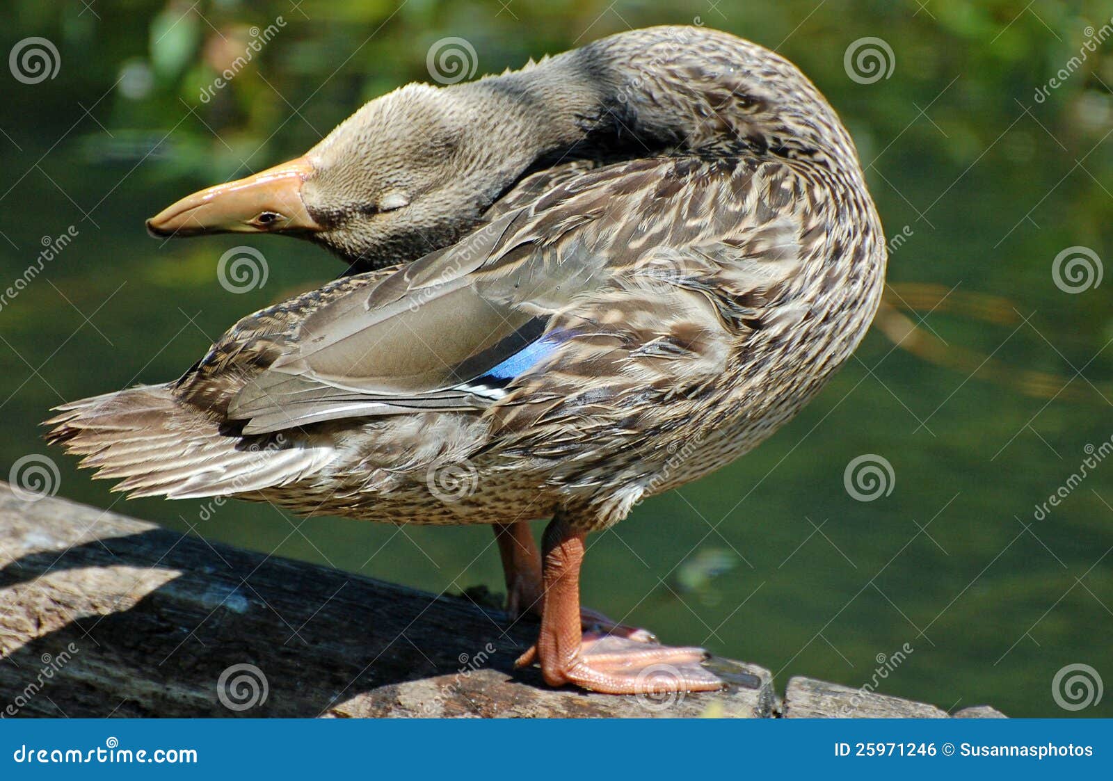 Duck Sunning Itself stock photo. Image of relax, waterfowl - 25971246
